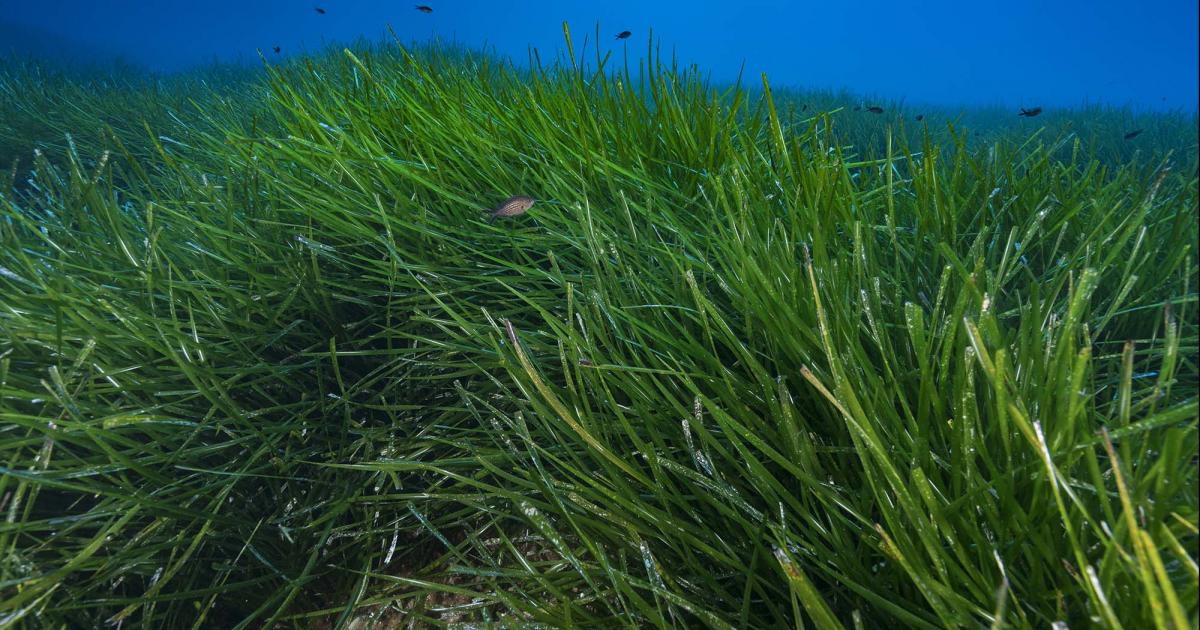 Posidonie, perle de la Méditerranée | WWF France