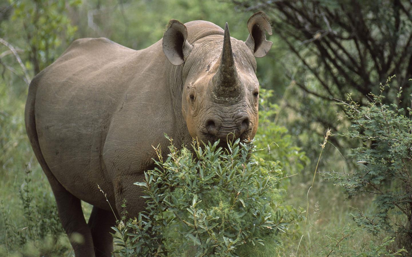 Afrique du Sud : le rhino moins braconné | WWF France