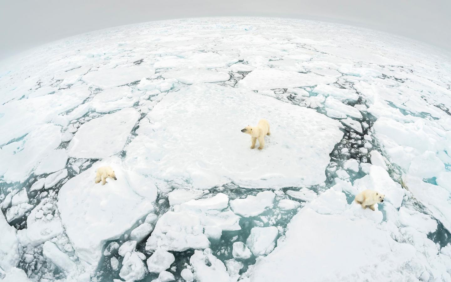 Lueur d’espoir pour l’ours polaire | WWF France