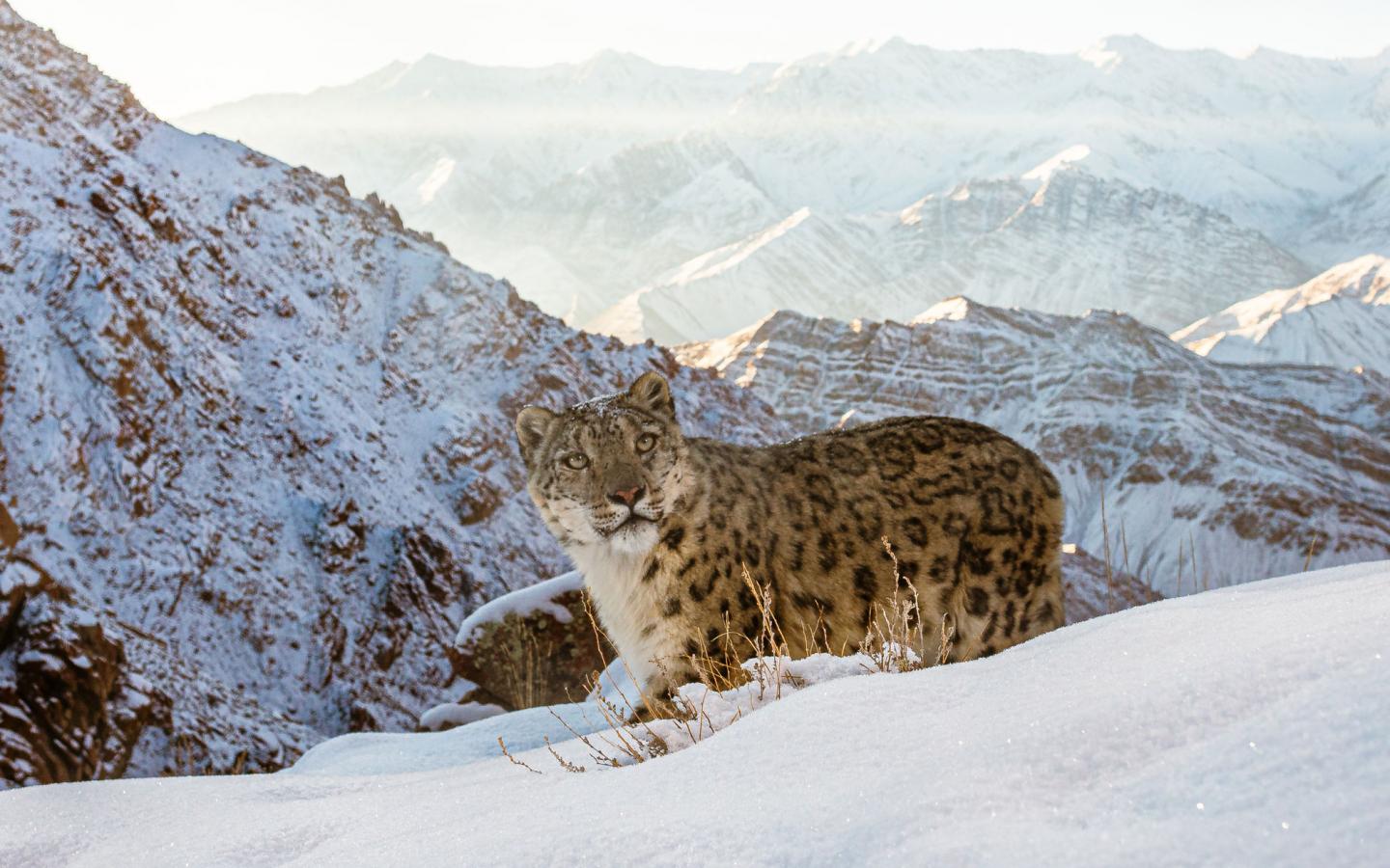 Décompte prometteur pour le léopard des neiges | WWF France