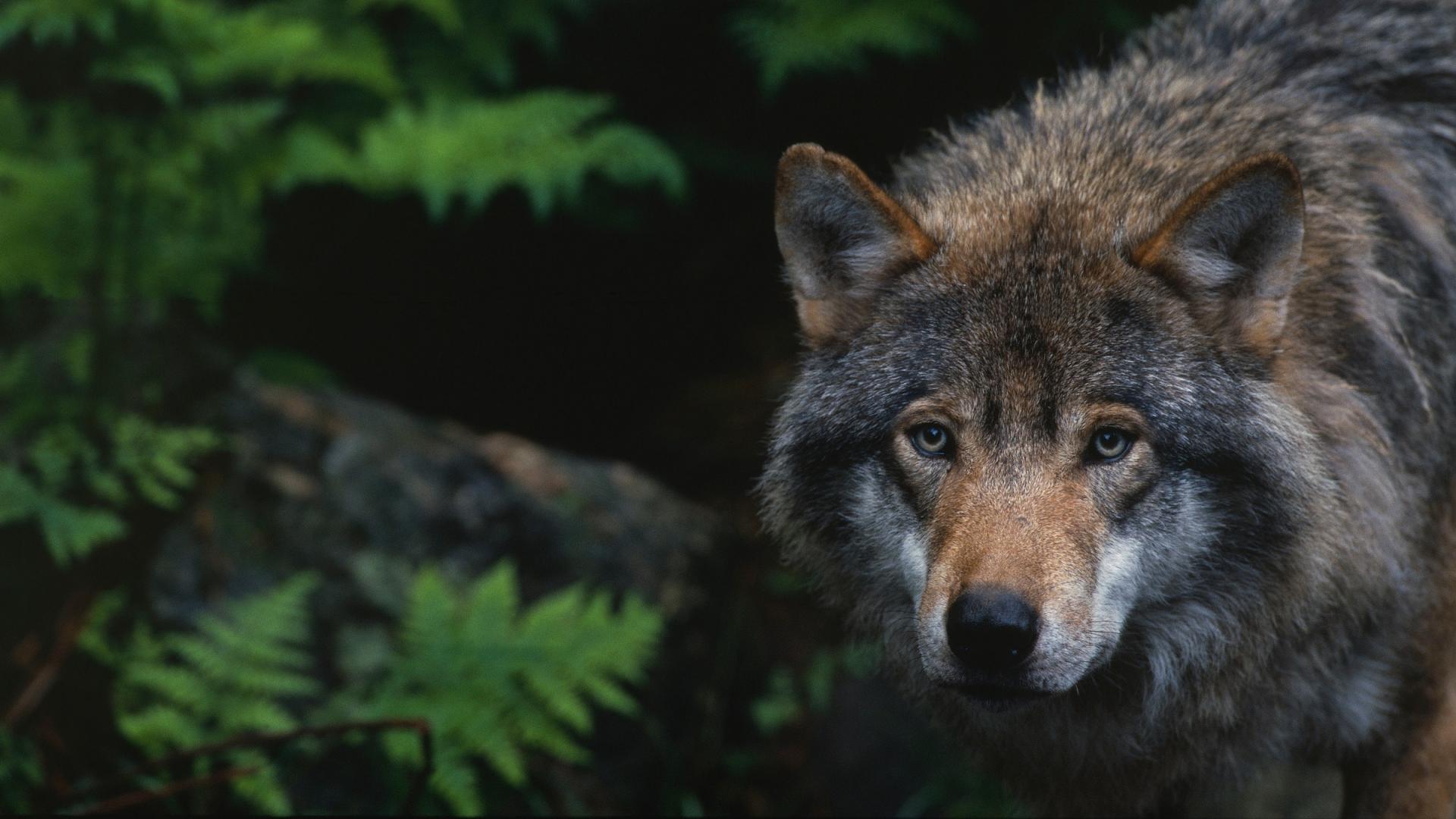 Le loup, ni ange ni démon | WWF France