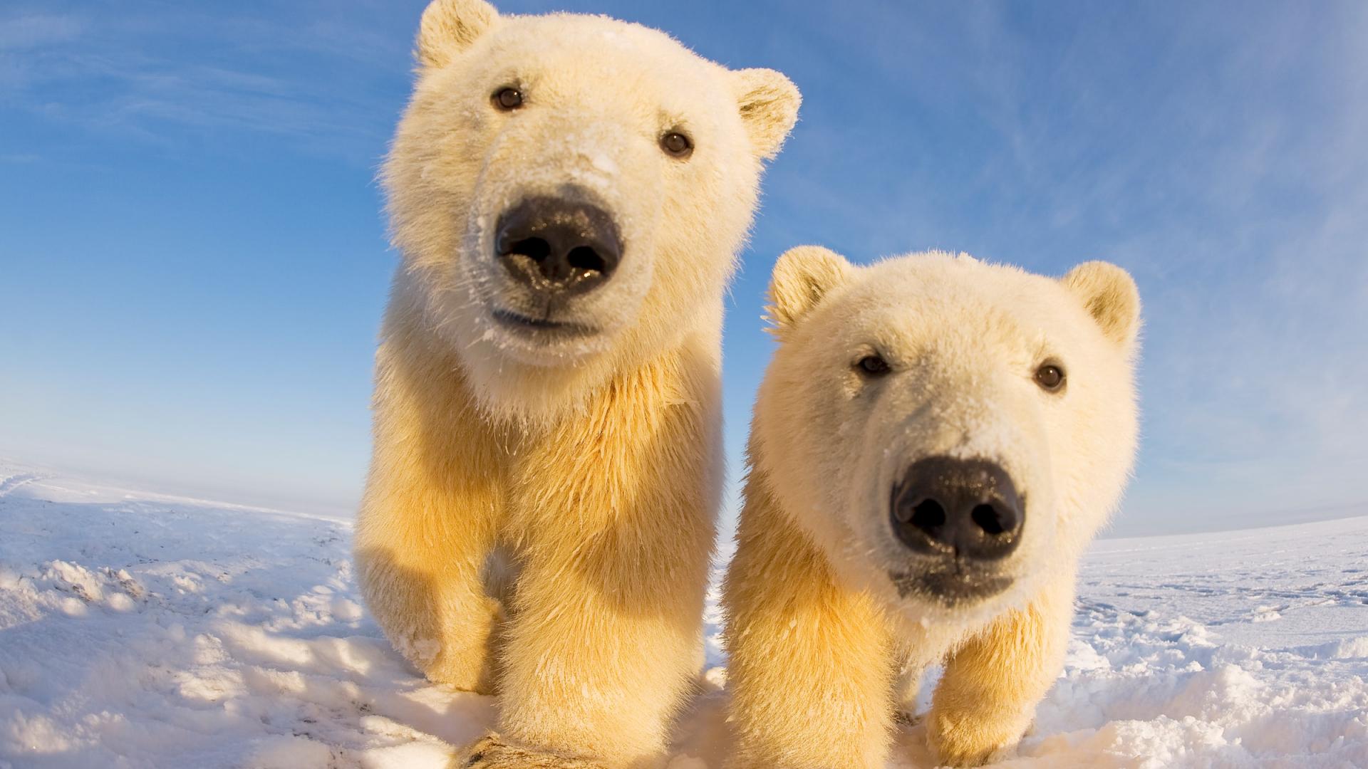 Lueur d’espoir pour l’ours polaire | WWF France