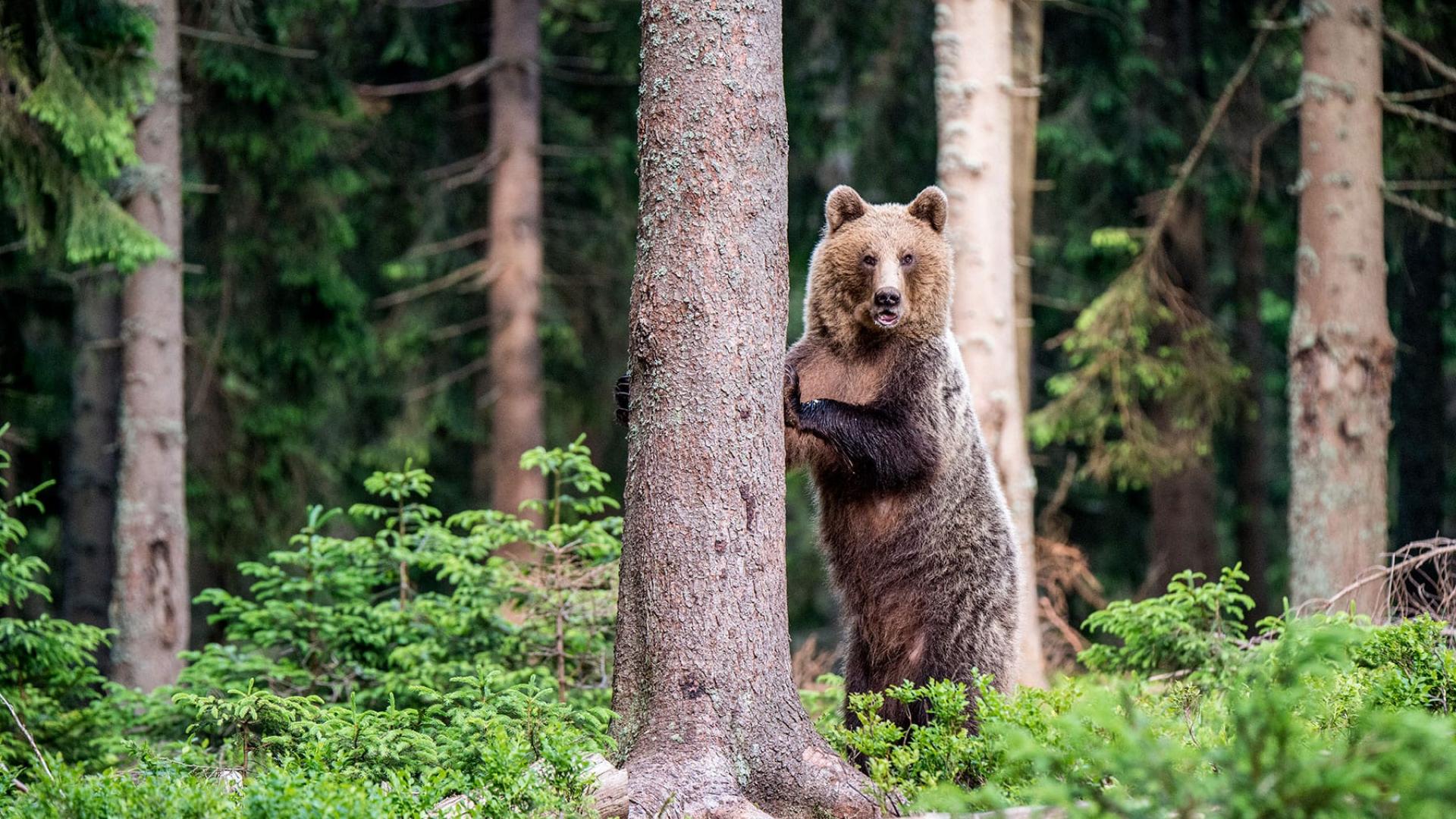 L'ours brun, un animal prioritaire | WWF France
