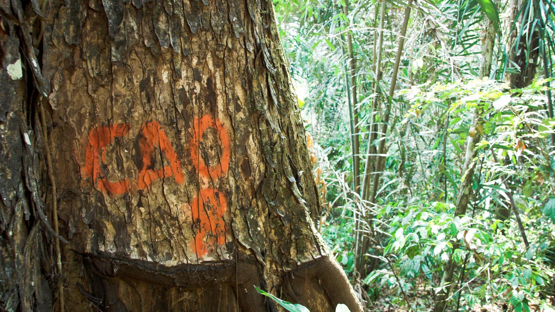 L'acajou, une espèce en danger | WWF France