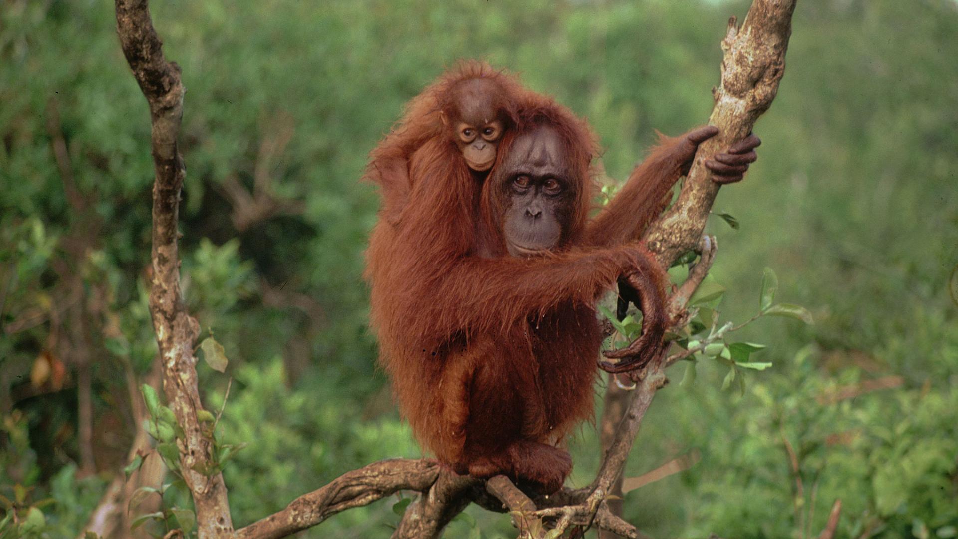 L'orang-outan, un grand singe prioritaire | WWF France