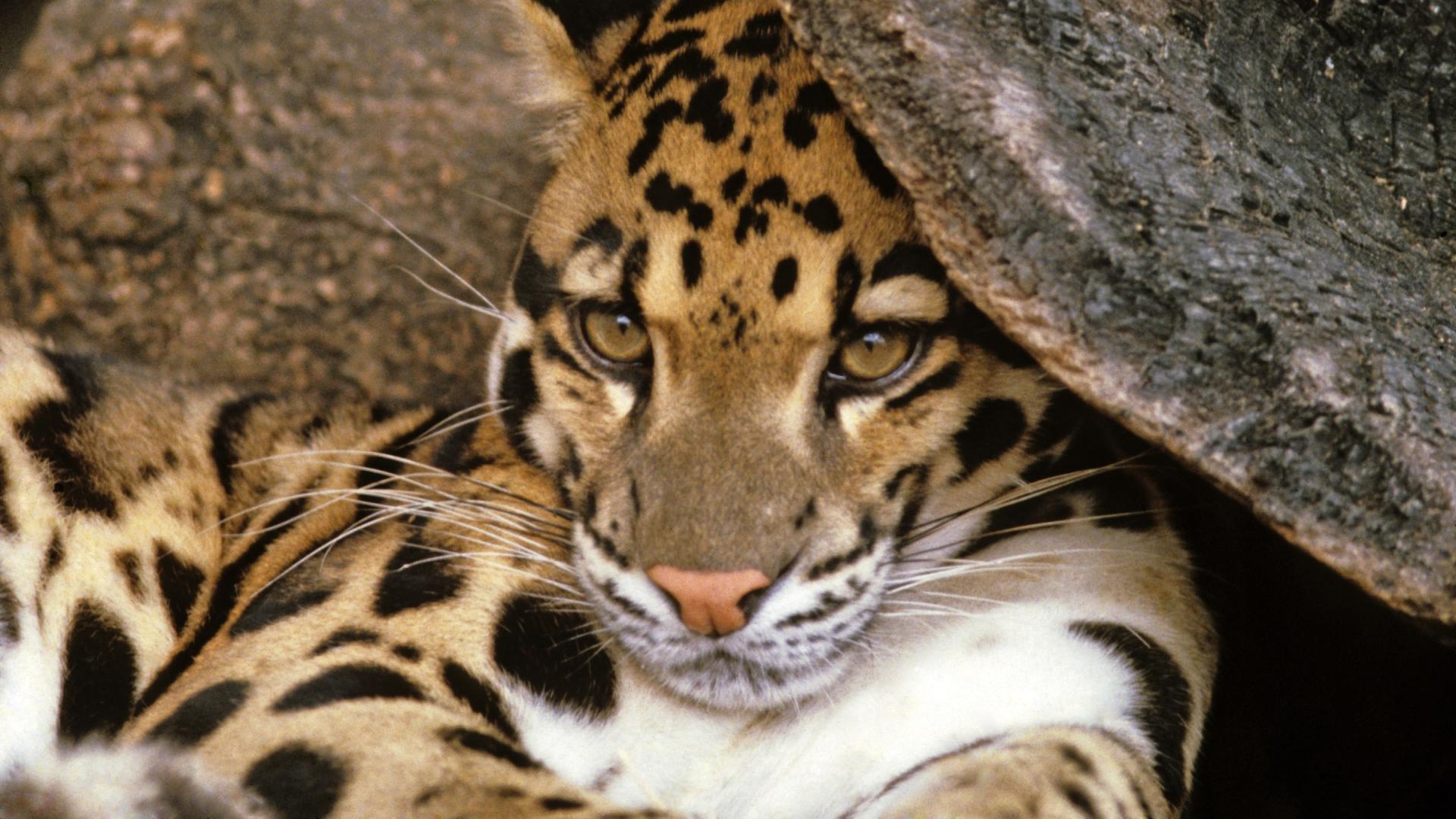 La panthère nébuleuse, une espèce menacée | WWF France