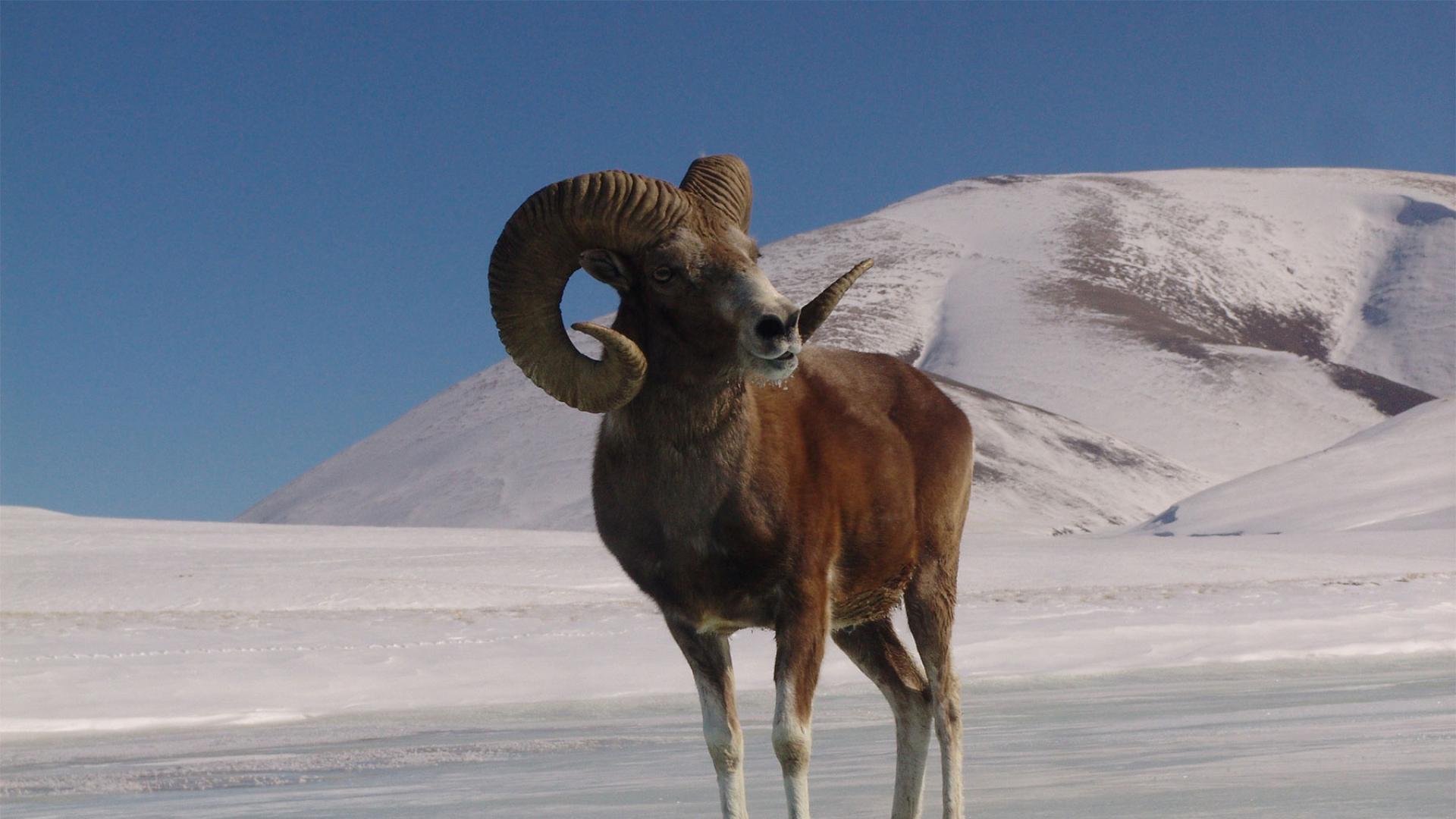 L'argali, une espèce prioritaire | WWF France
