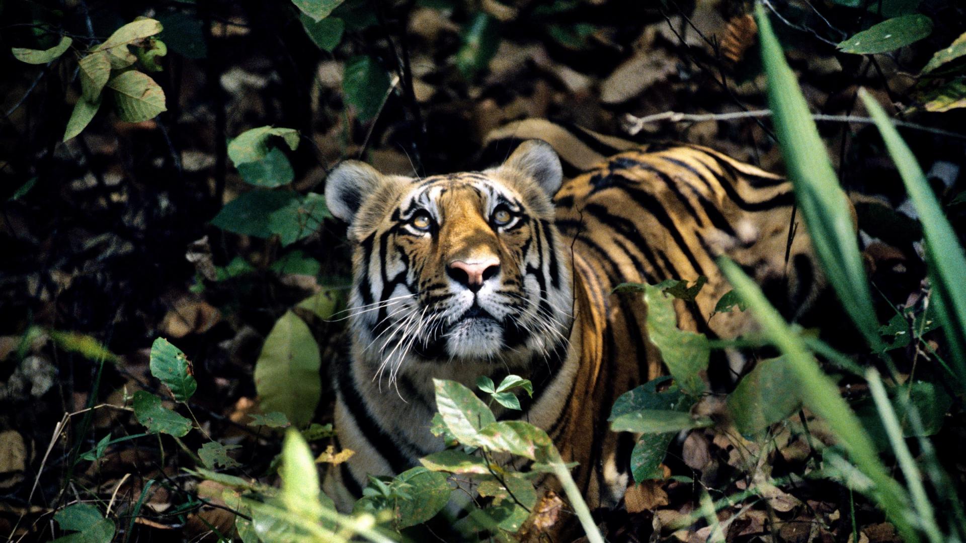 Bienvenue sur le site du WWF France | WWF France
