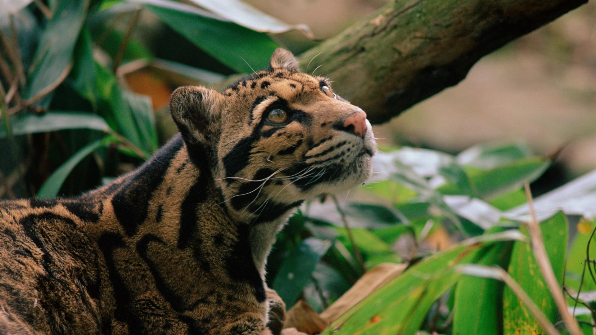 La panthère nébuleuse, une espèce menacée | WWF France