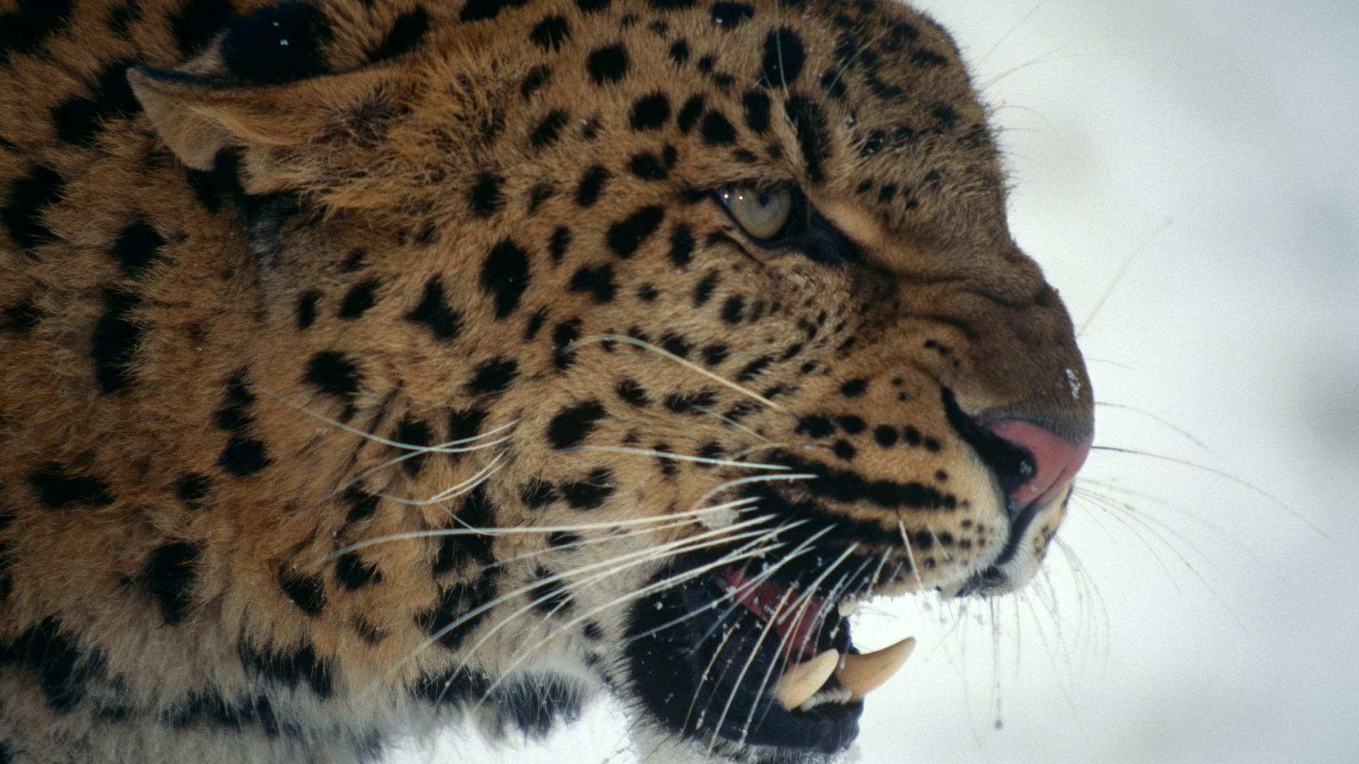 Le léopard de l'Amour, fauve menacé | WWF France