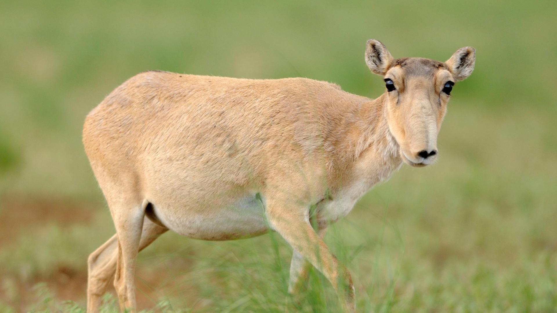L'antilope saïga, une espèce en danger | WWF France