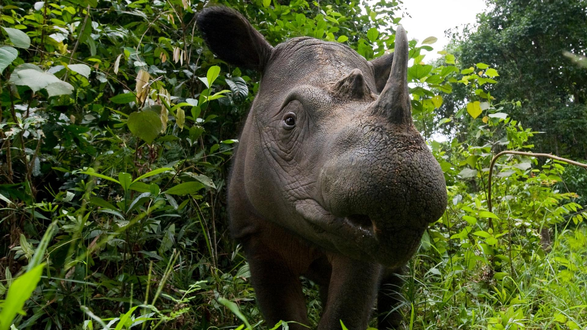 Le rhinocéros, un animal en danger | WWF France