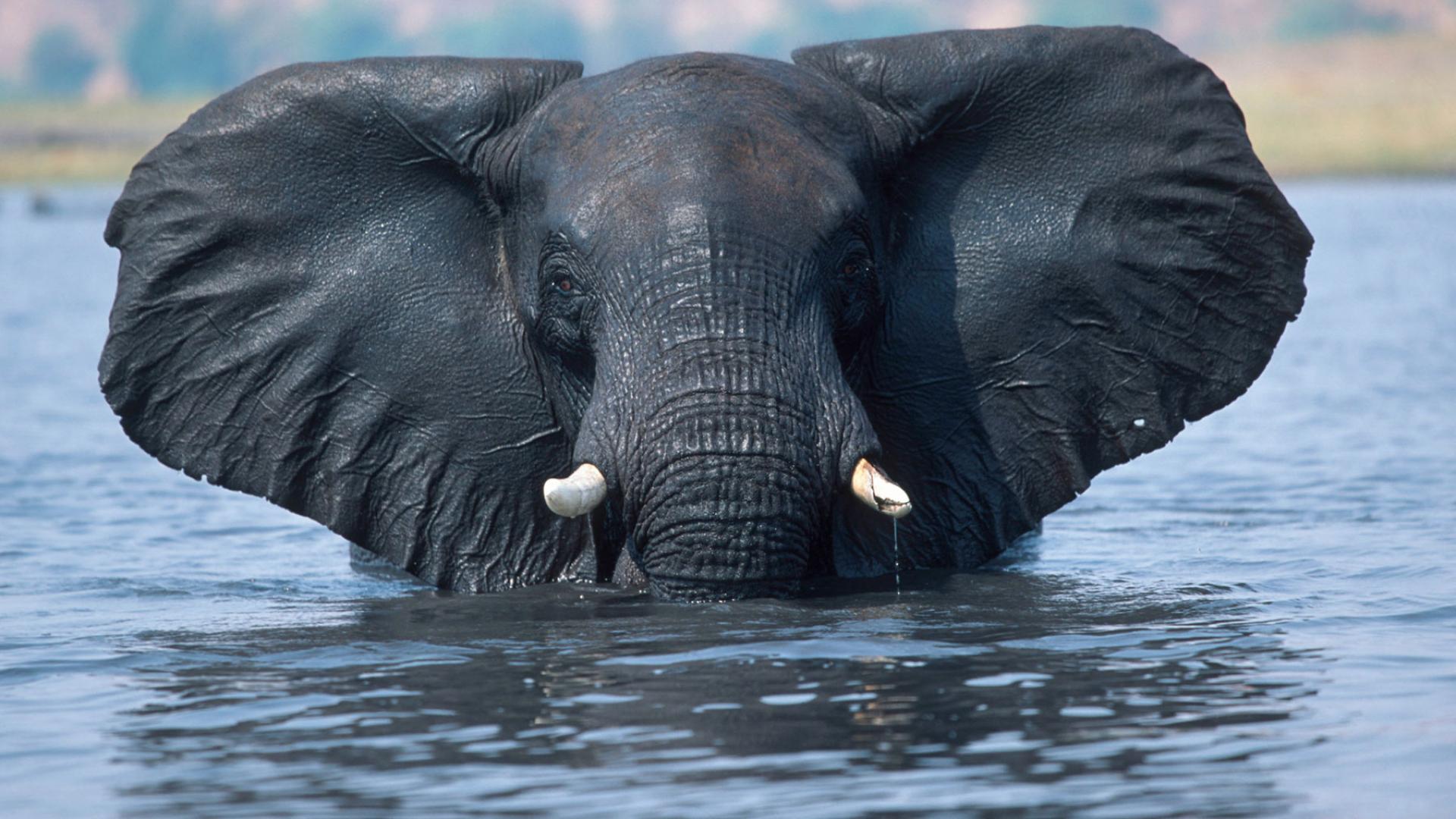 Les éléphants, des animaux menacés | WWF France