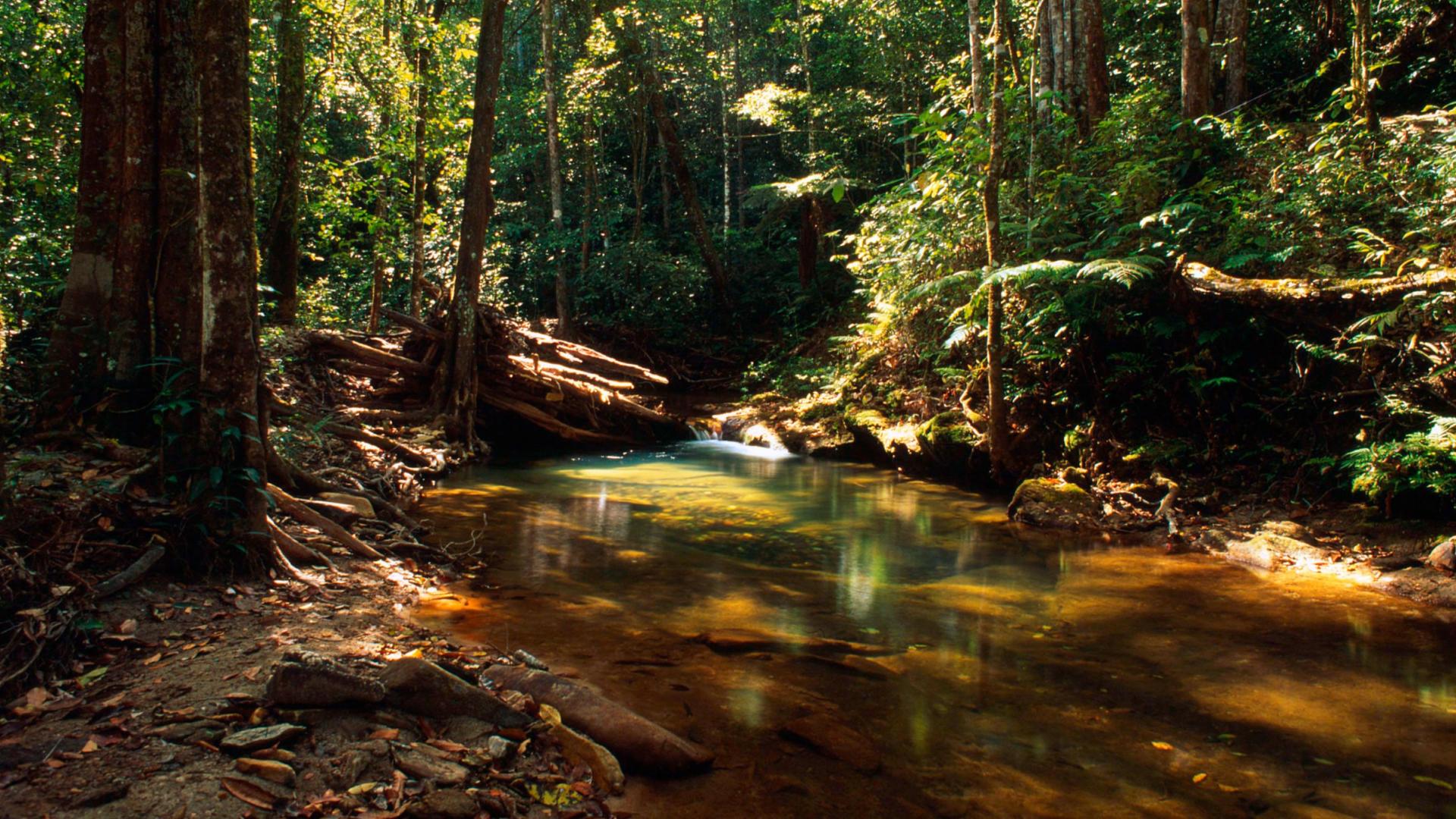 Le Cerrado, une savane menacée | WWF France
