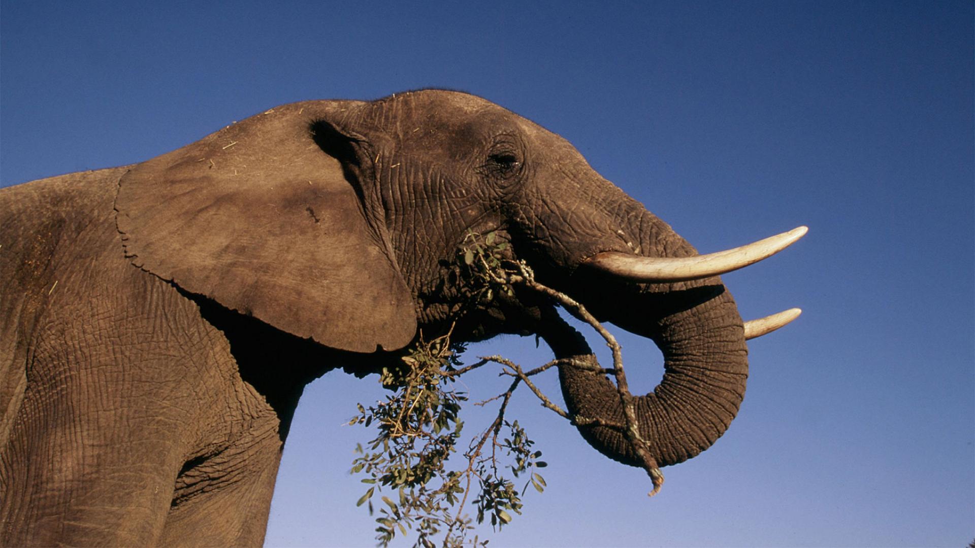 Les éléphants, des animaux menacés | WWF France