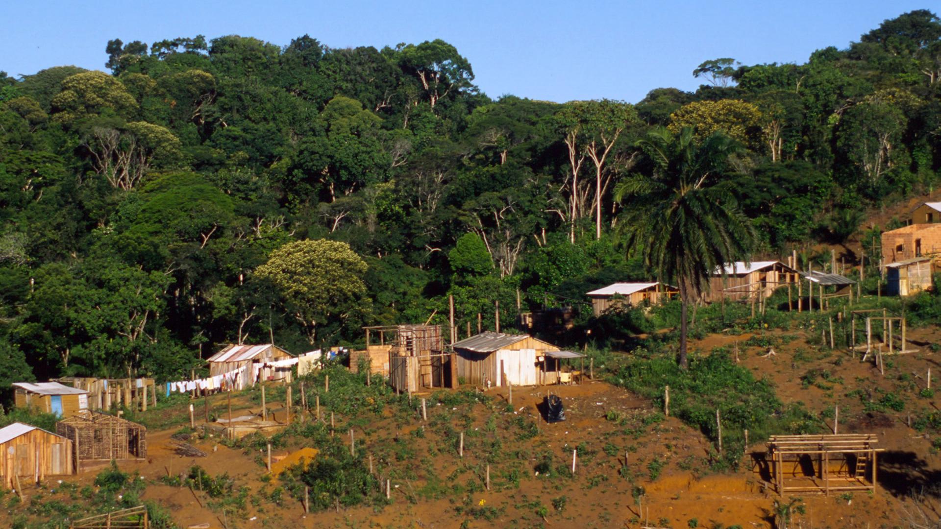 La forêt atlantique, une zone vulnérable | WWF France
