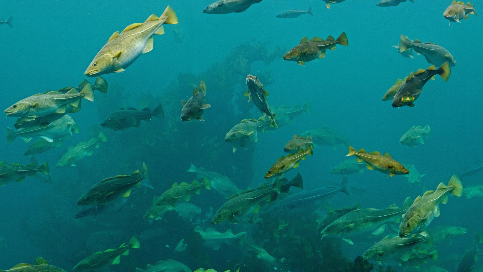 Le Cabillaud, un poisson menacé | WWF France