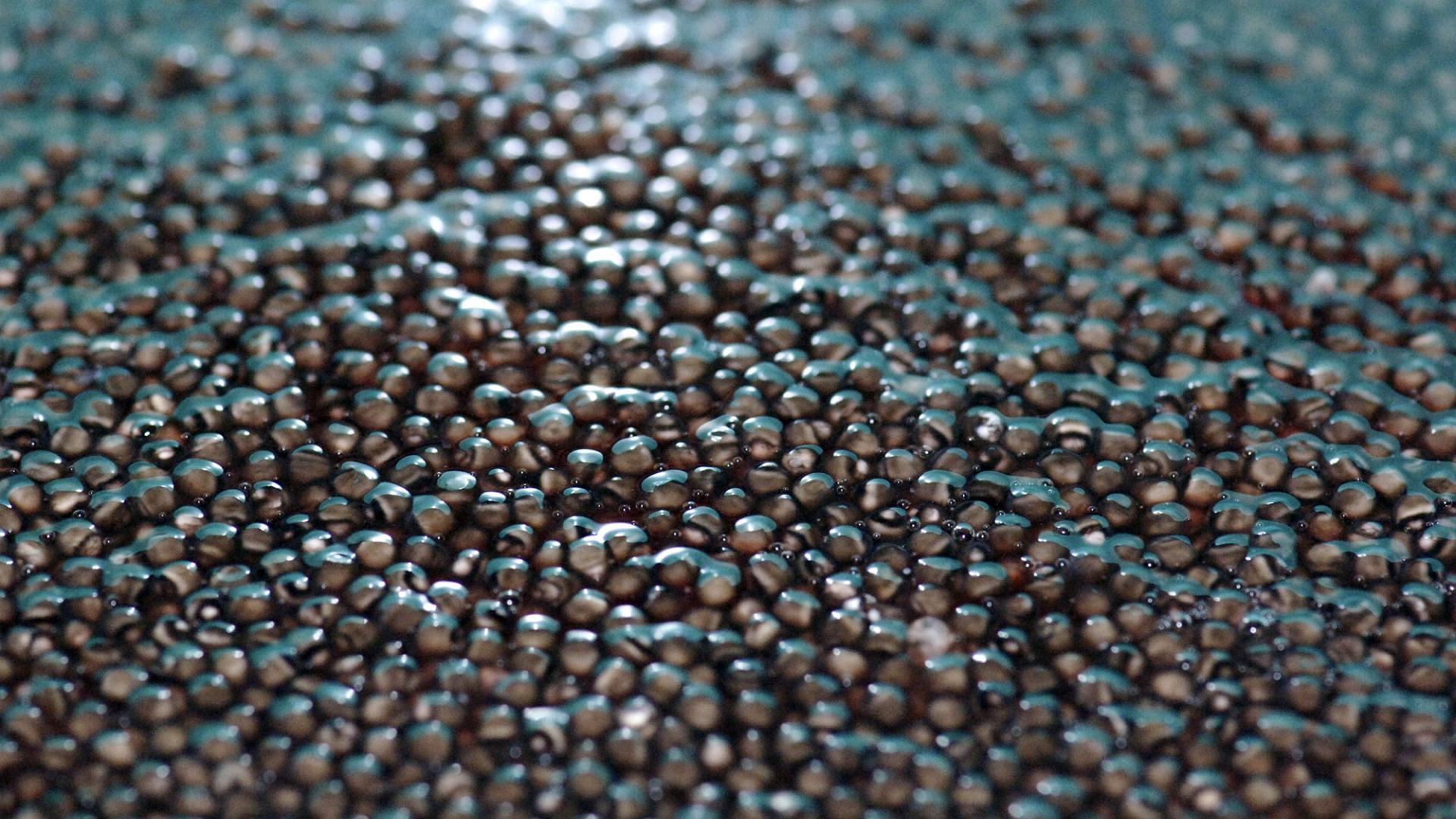 L'esturgeon, une espèce menacée | WWF France