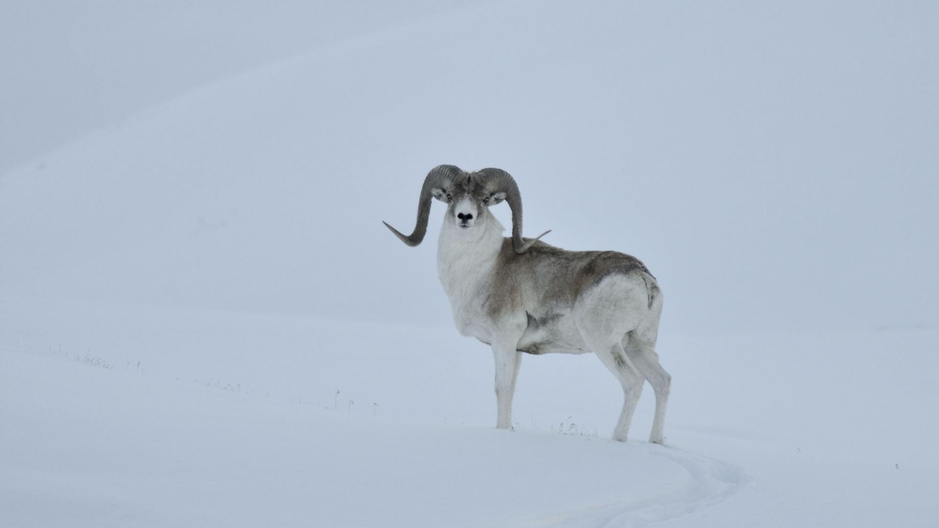 L'argali, une espèce prioritaire | WWF France