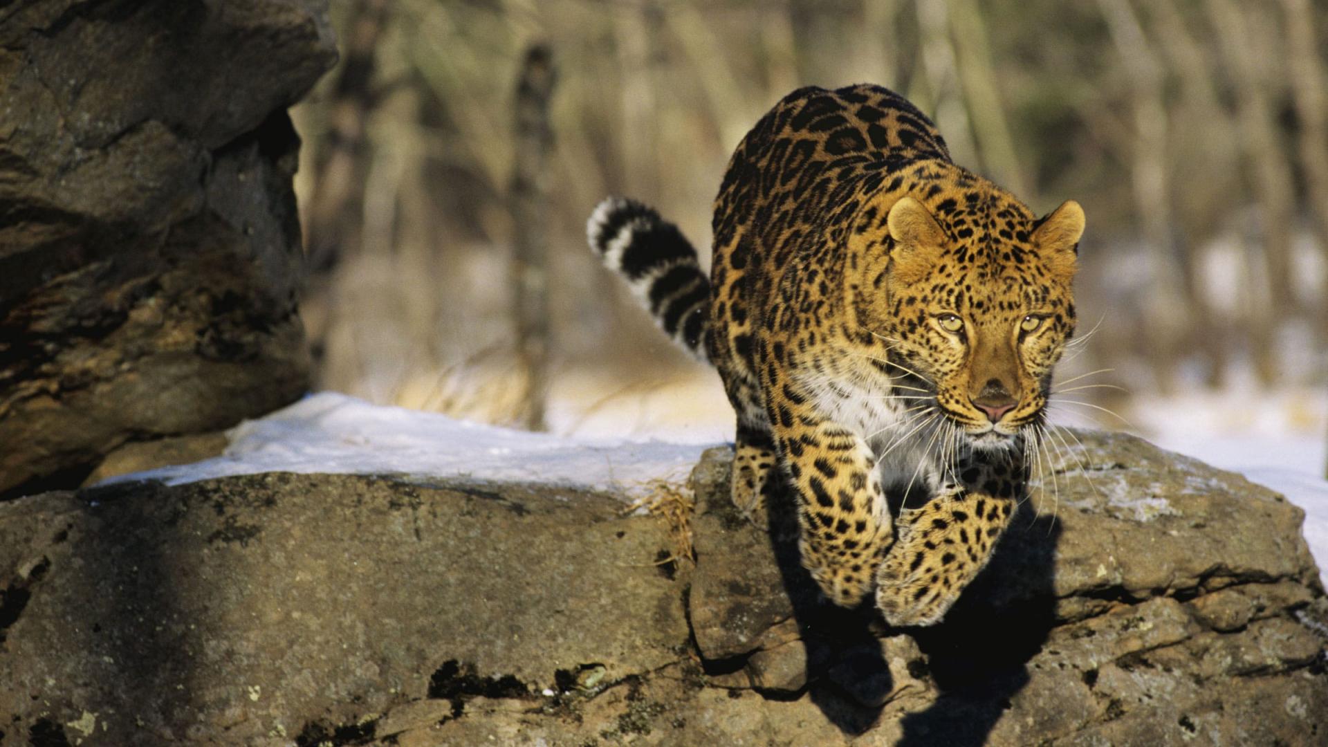 Le léopard de l'Amour, fauve menacé | WWF France