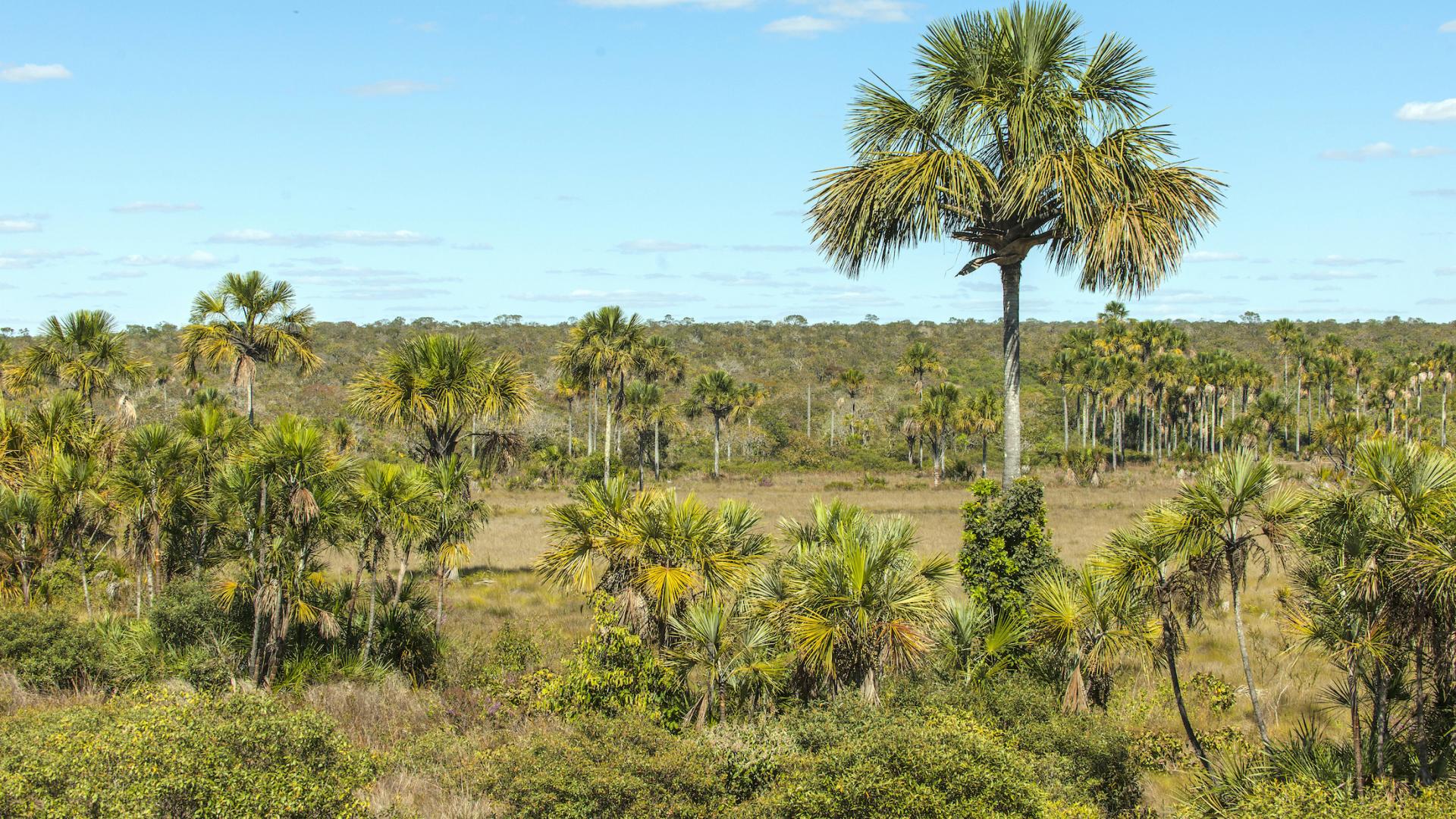 Le Cerrado, une savane menacée | WWF France