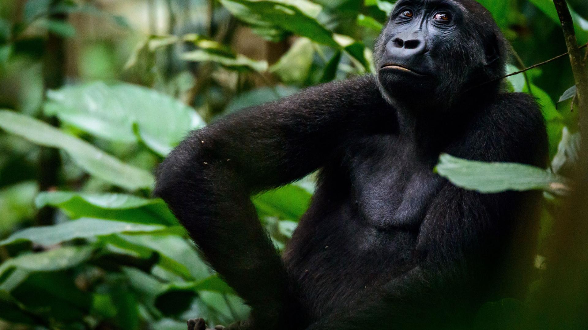 Le gorille, un grand singe en danger | WWF France