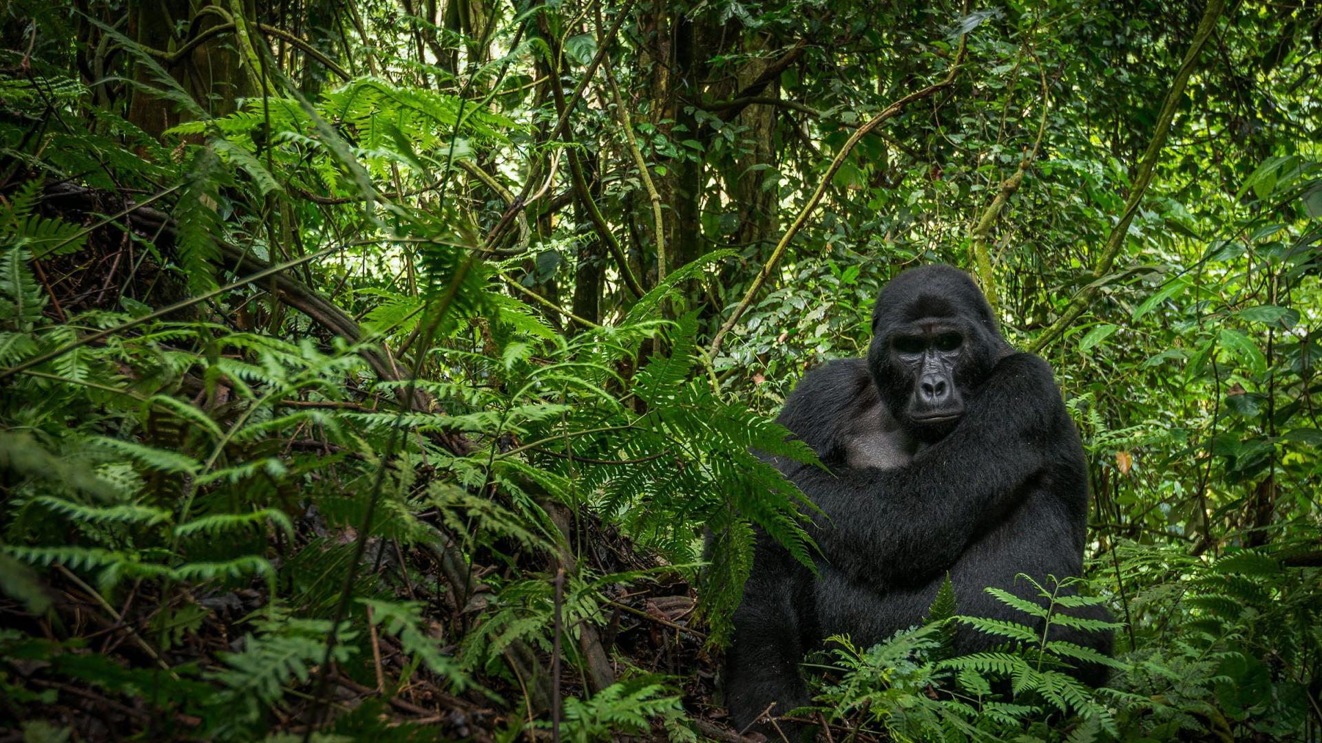 Le gorille, un grand singe en danger | WWF France