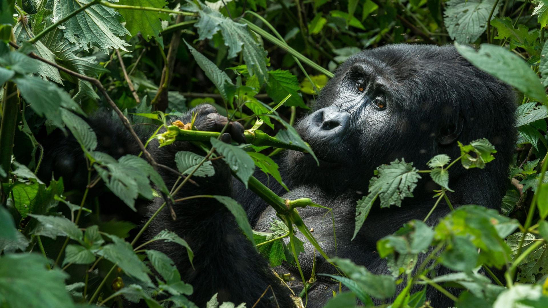 Le gorille, un grand singe en danger | WWF France