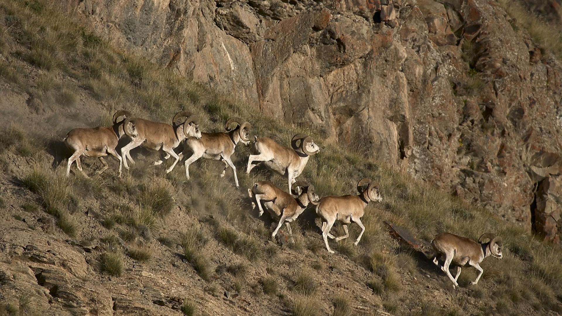 L'argali, une espèce prioritaire | WWF France