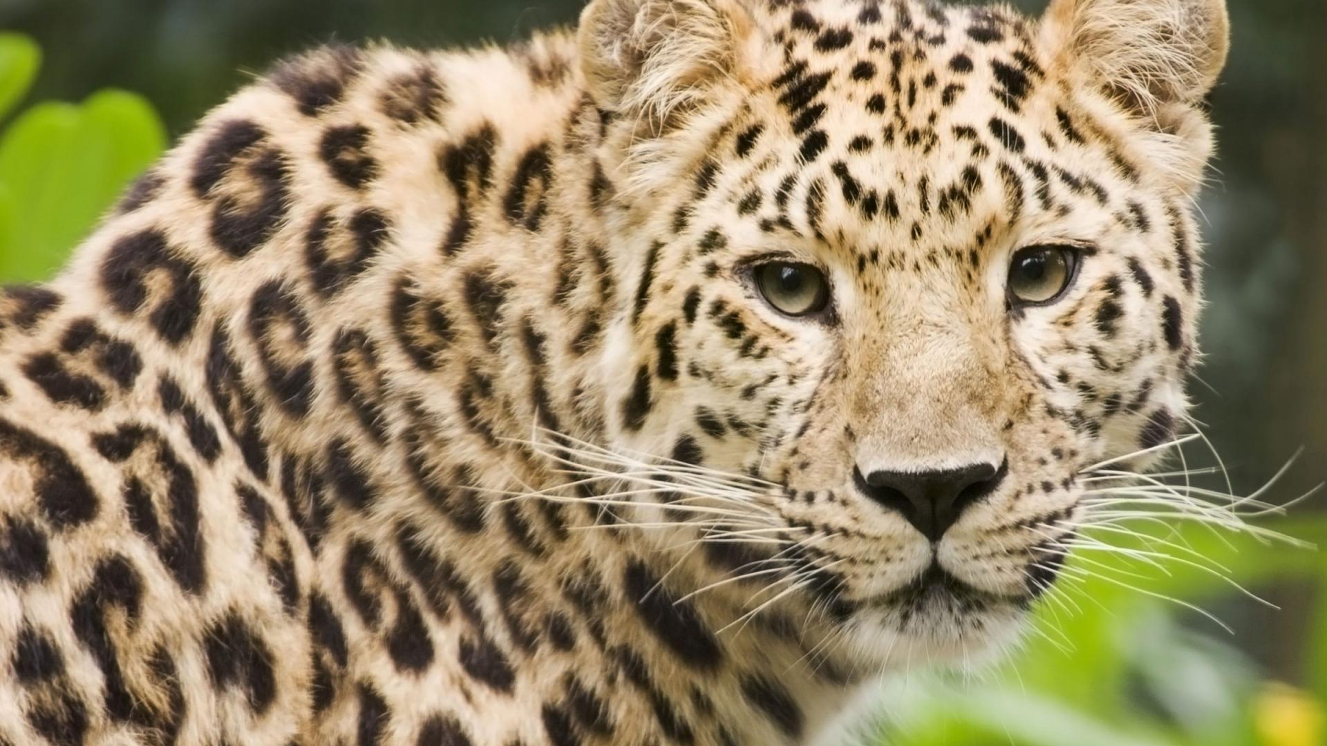 Le léopard de l'Amour, fauve menacé | WWF France