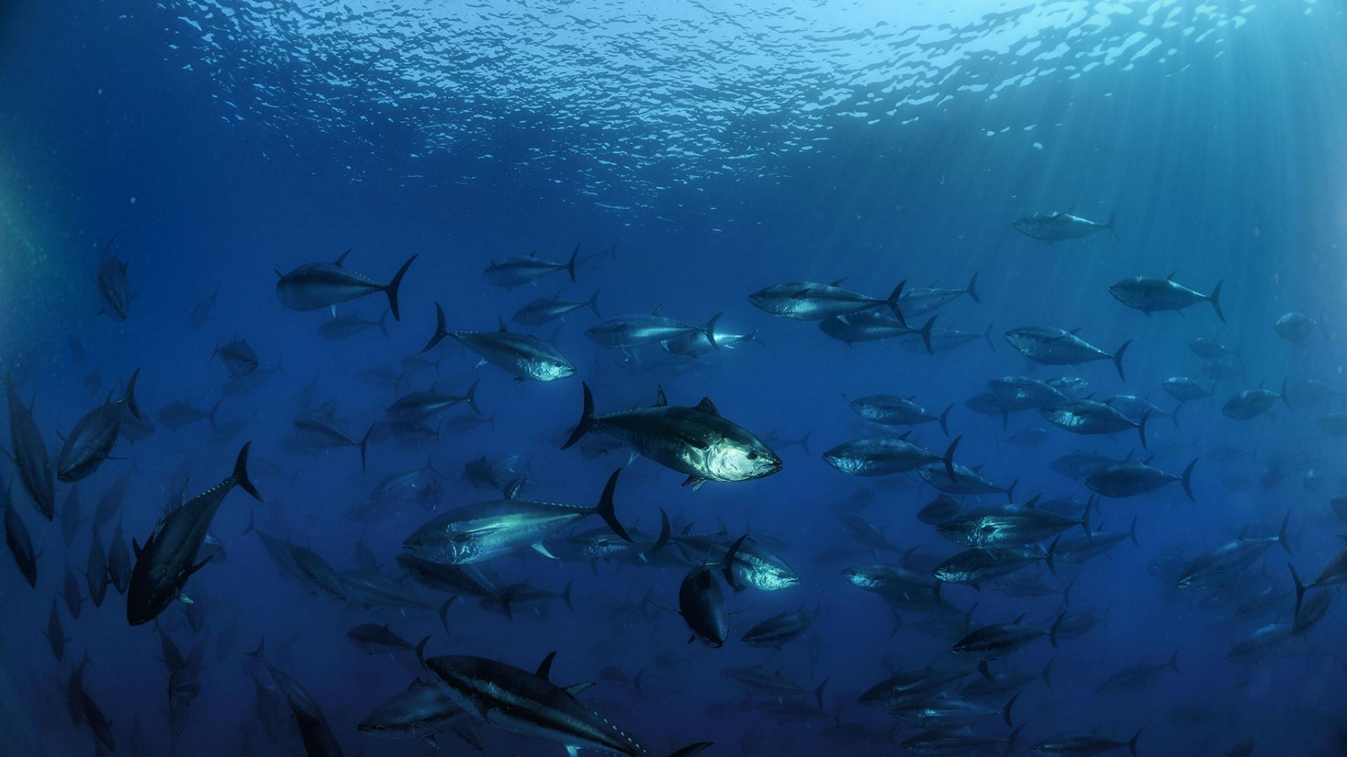 Le thon rouge, un poisson menacé | WWF France