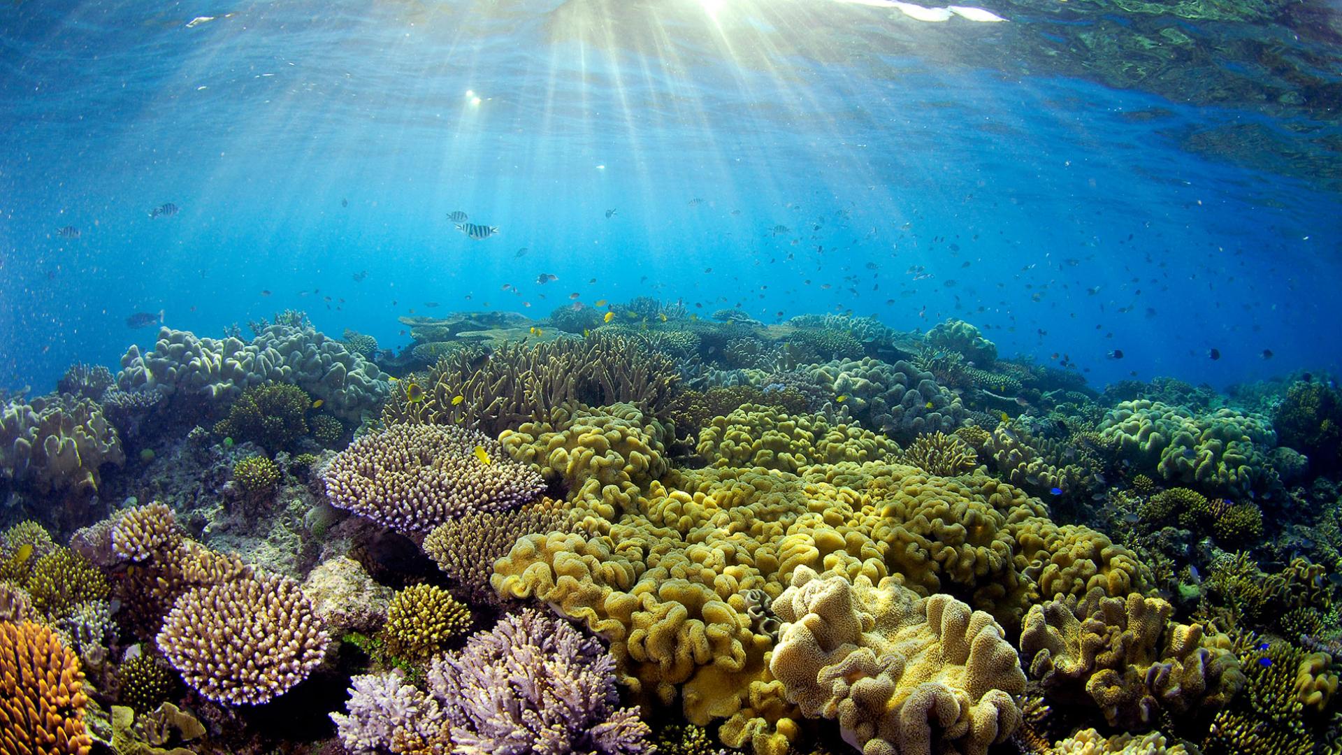 La Grande Barrière De Corail En Alerte Wwf France