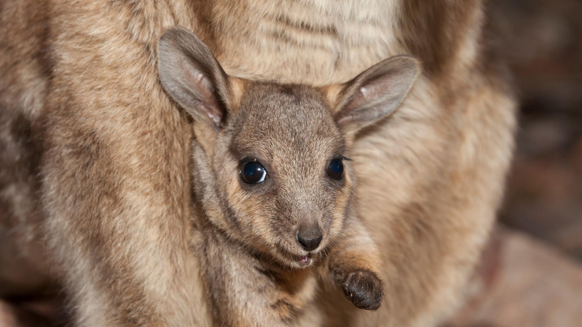 Le wallaby des roches, fragile marsupial | WWF France