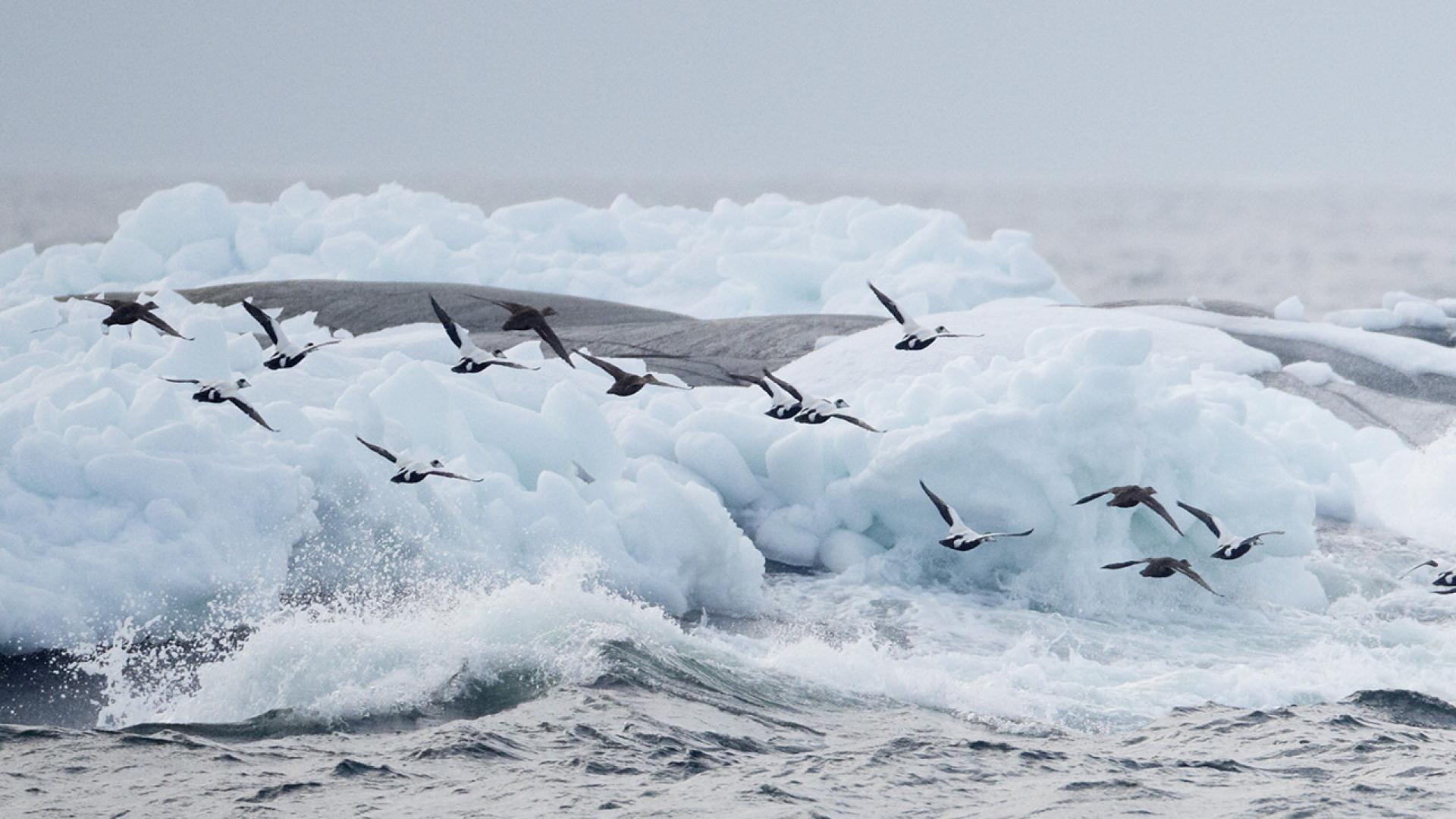 La mer Baltique, une mer sous pression | WWF France