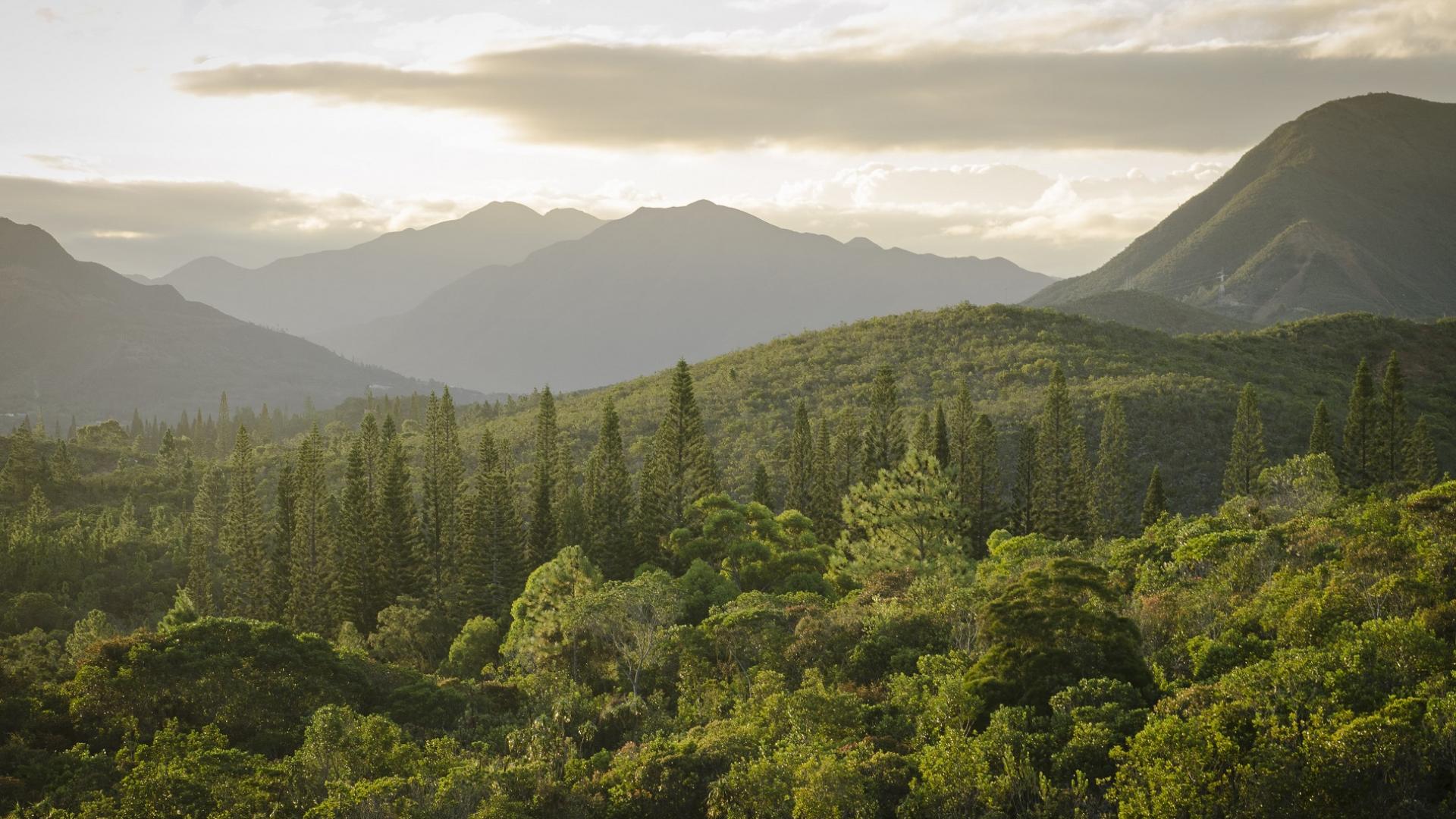 Forêts : protéger le poumon vert de la planète | WWF France