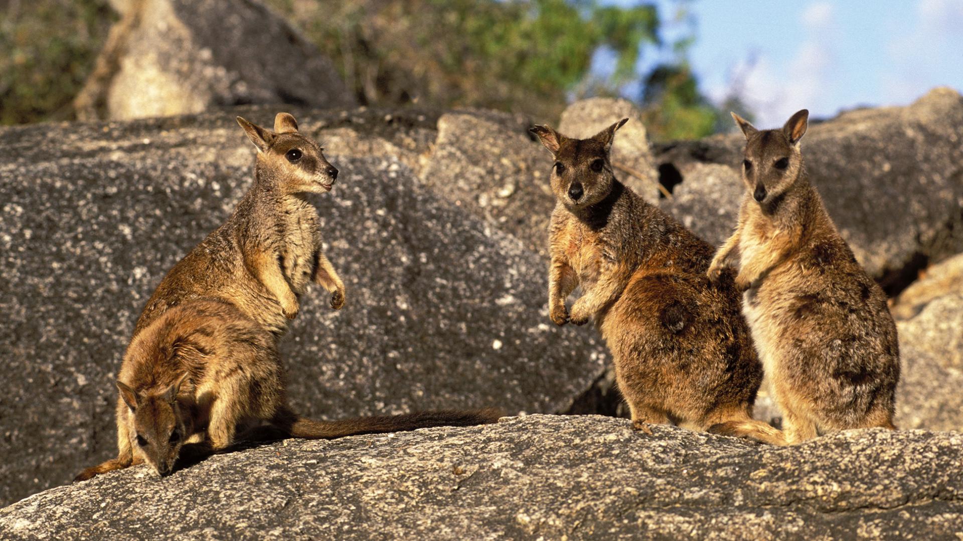Le wallaby des roches, fragile marsupial | WWF France