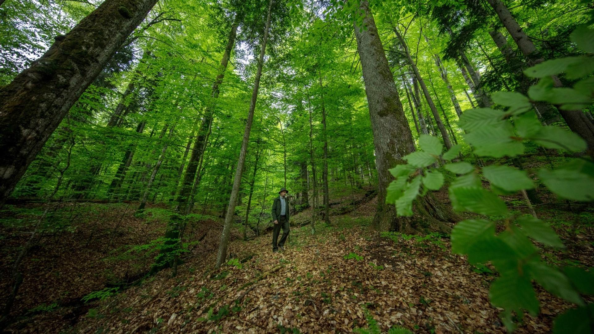 Forêts Protéger Le Poumon Vert De La Planète Wwf France