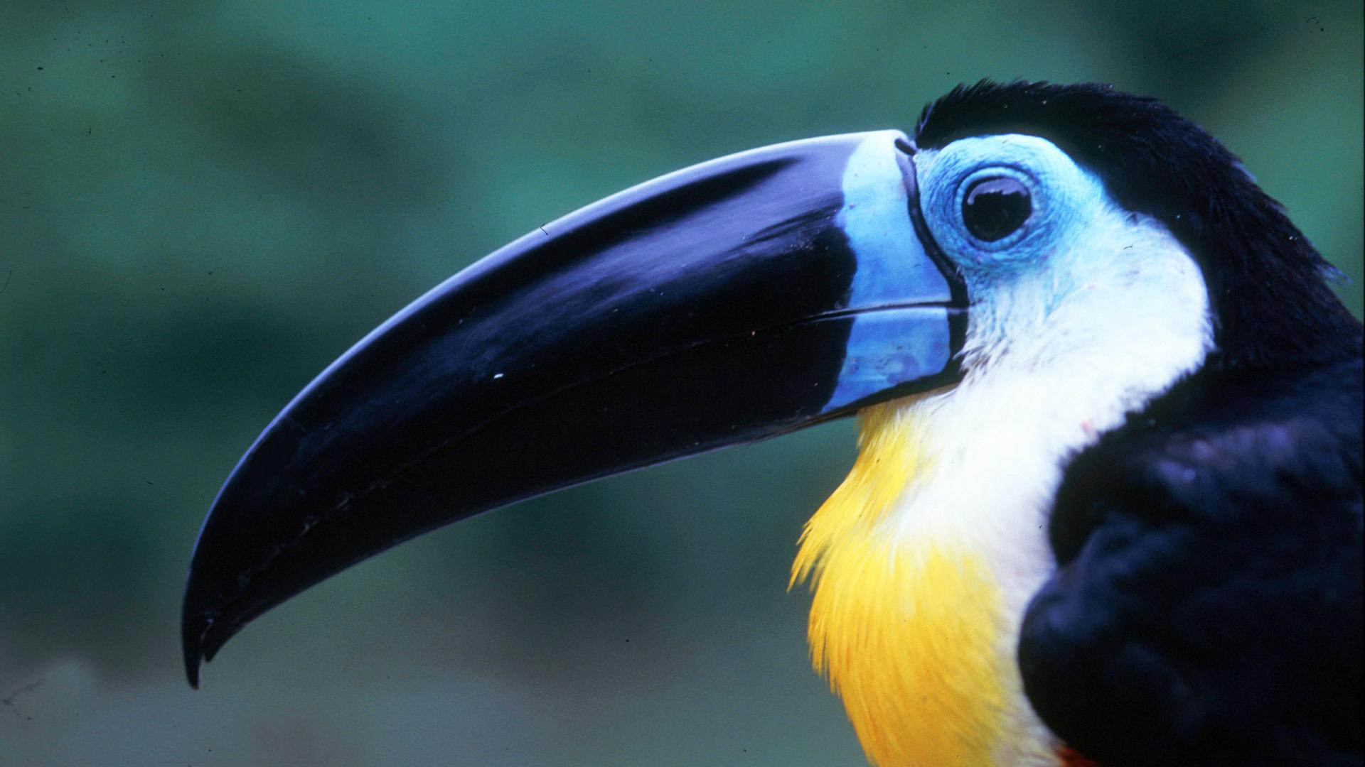 Guyane, une région en danger | WWF France