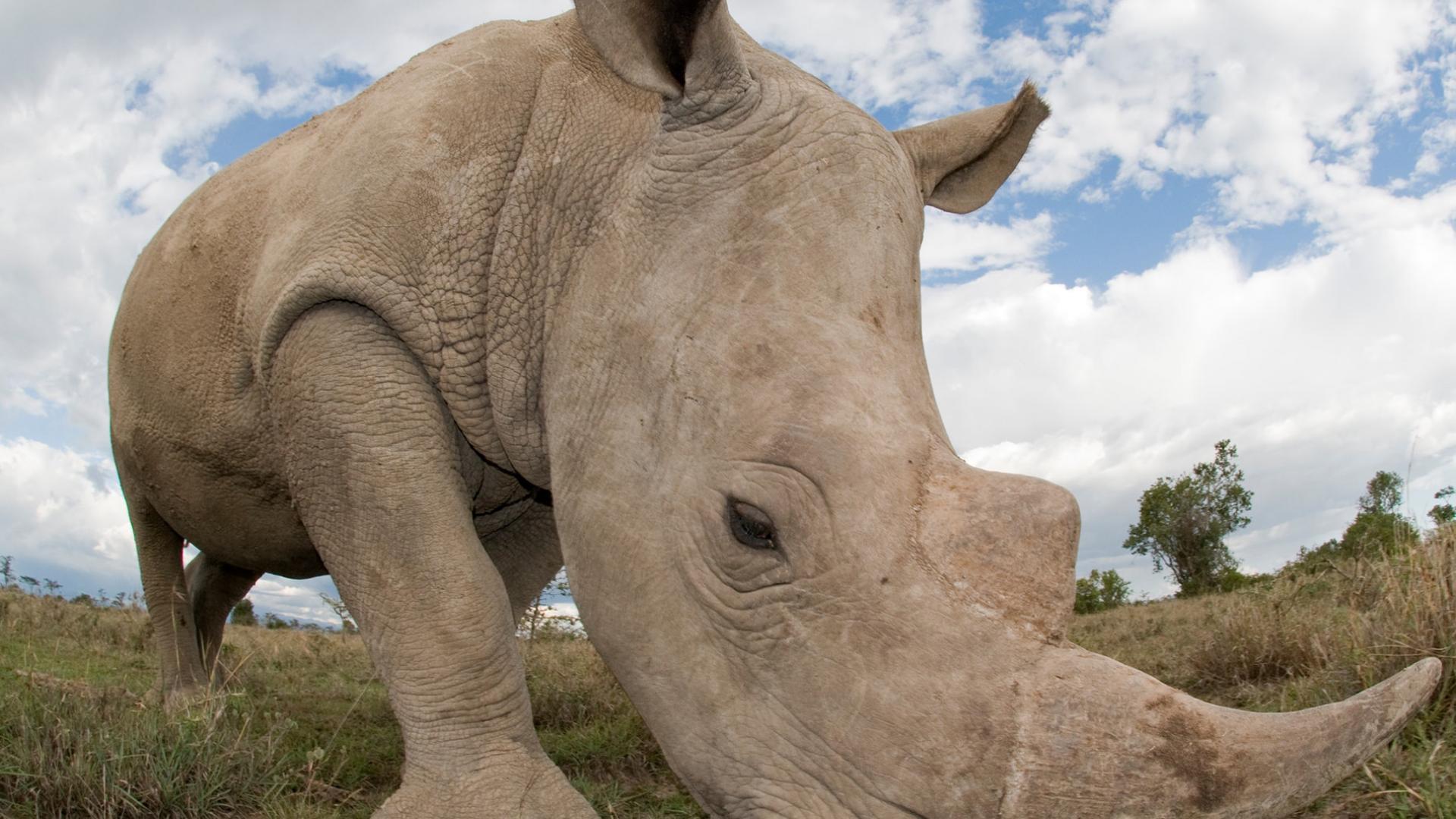 Le rhinocéros, un animal en danger | WWF France