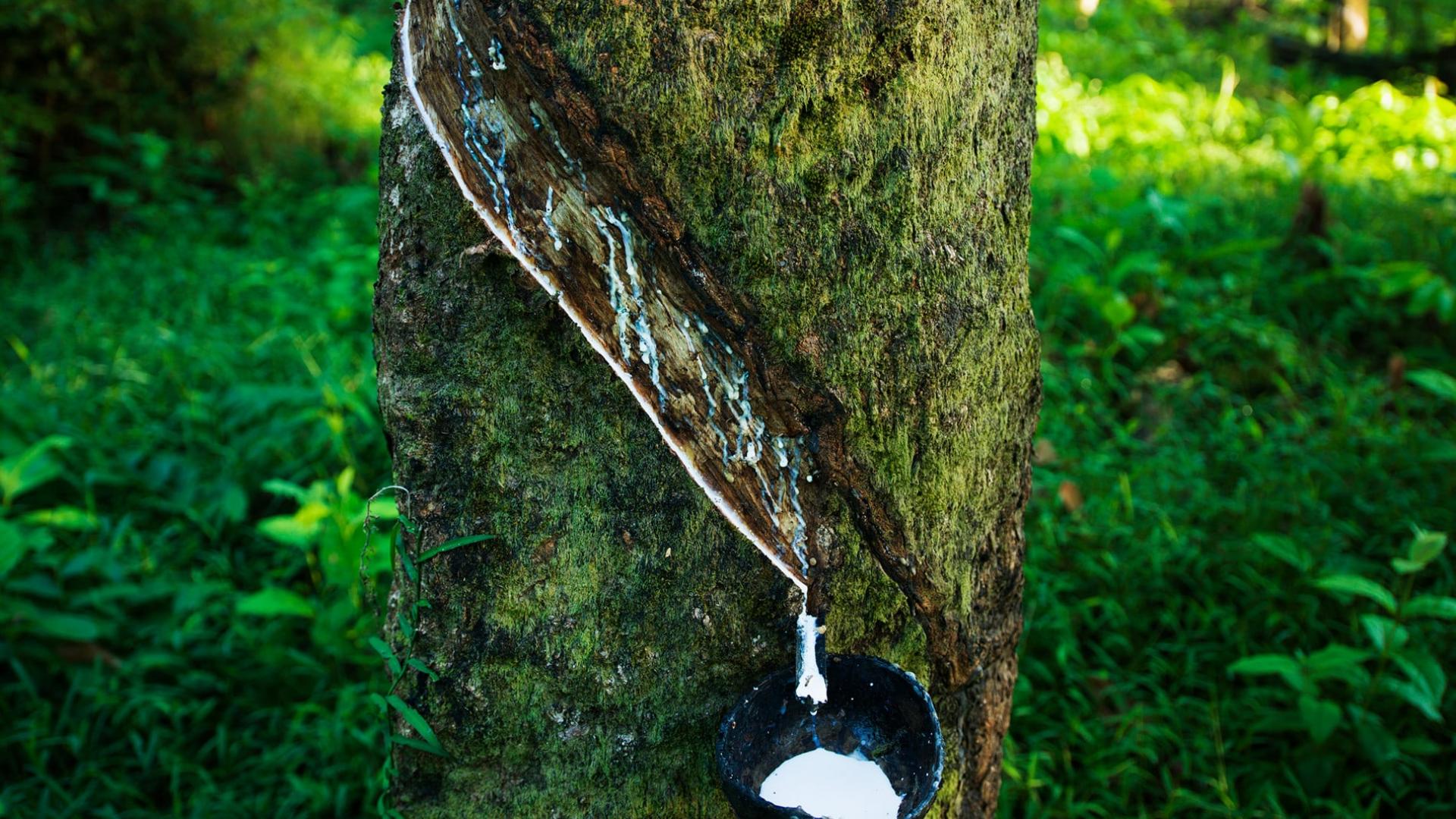 Transformer le marché et la production mondiale du caoutchouc naturel ...