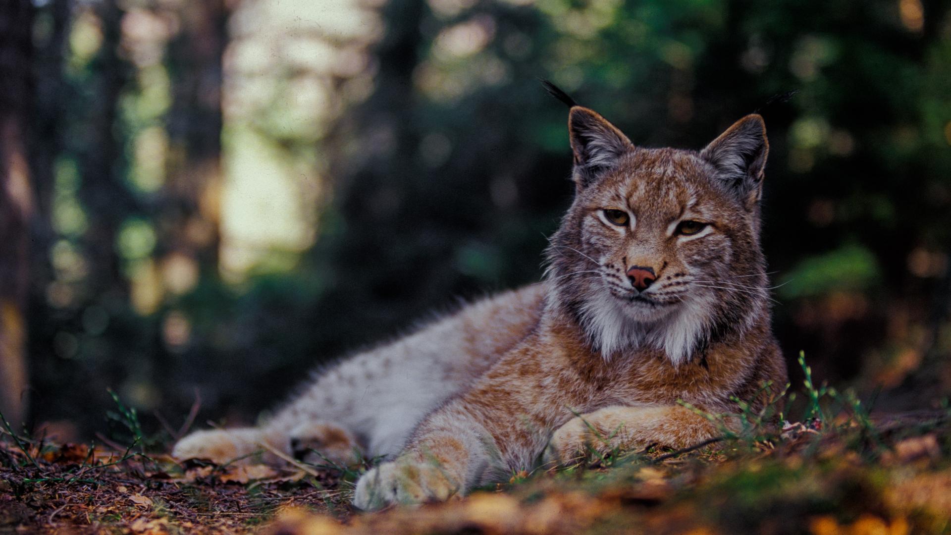 Lynx boréal, un félin rare et méconnu | WWF France