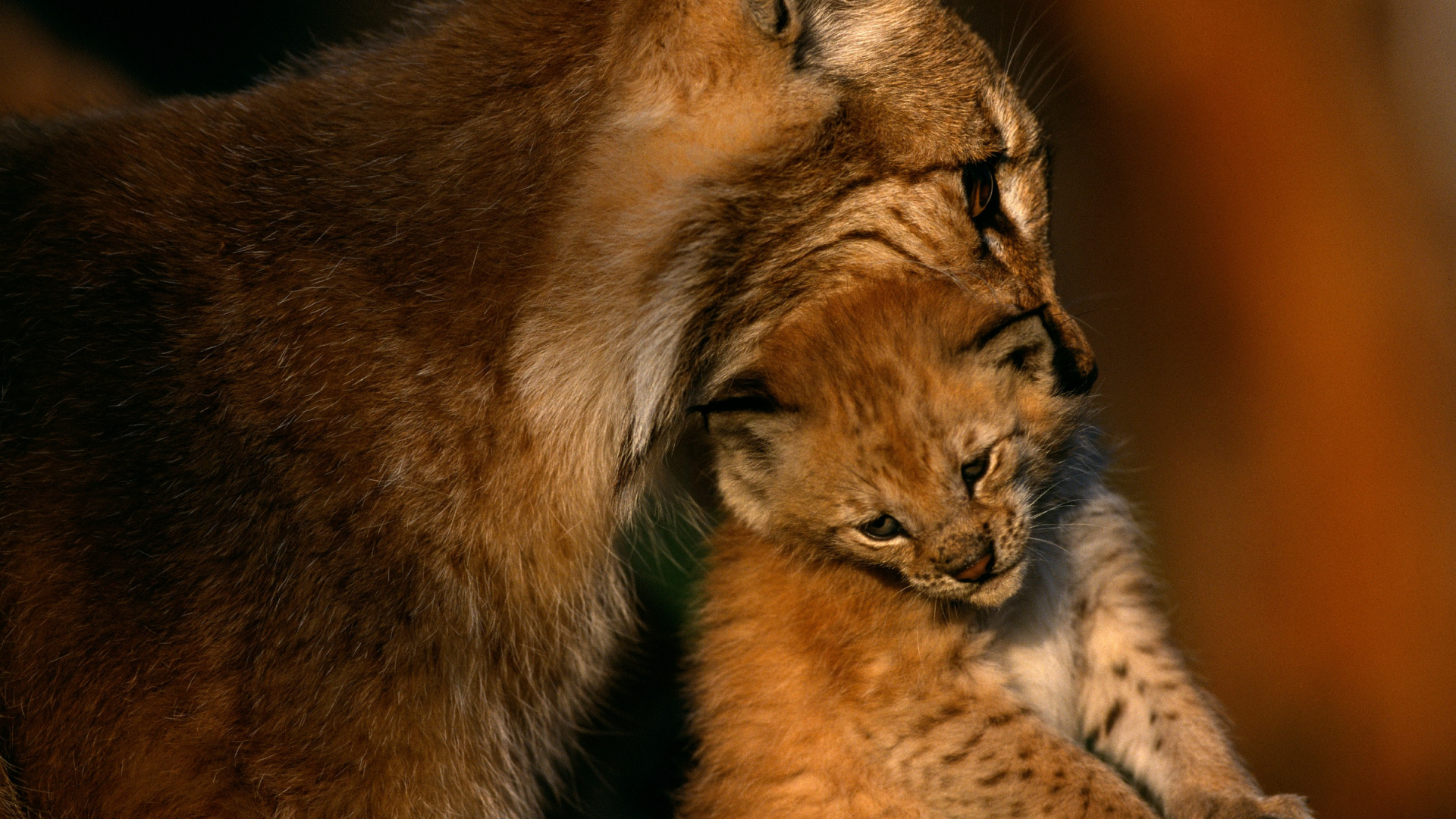 Lynx boréal, un félin rare et méconnu | WWF France