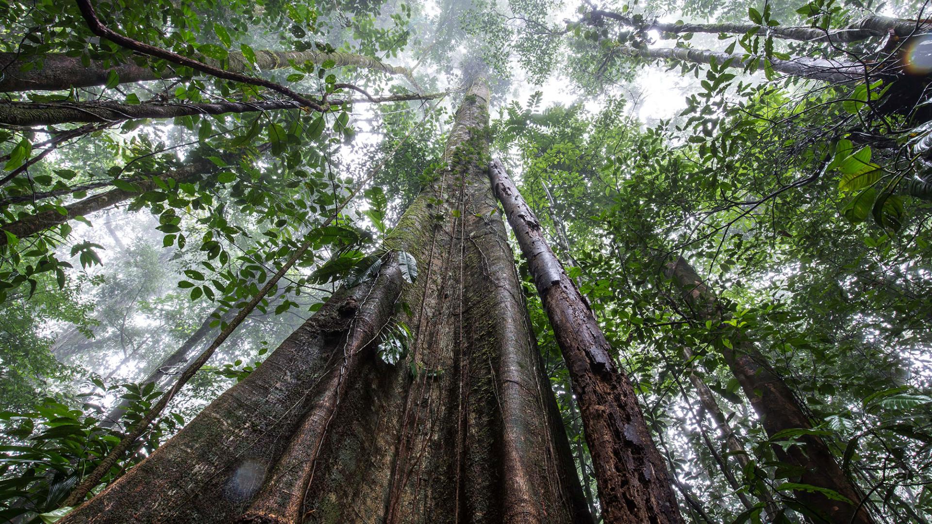 Protéger la forêt du plateau des Guyanes | WWF France