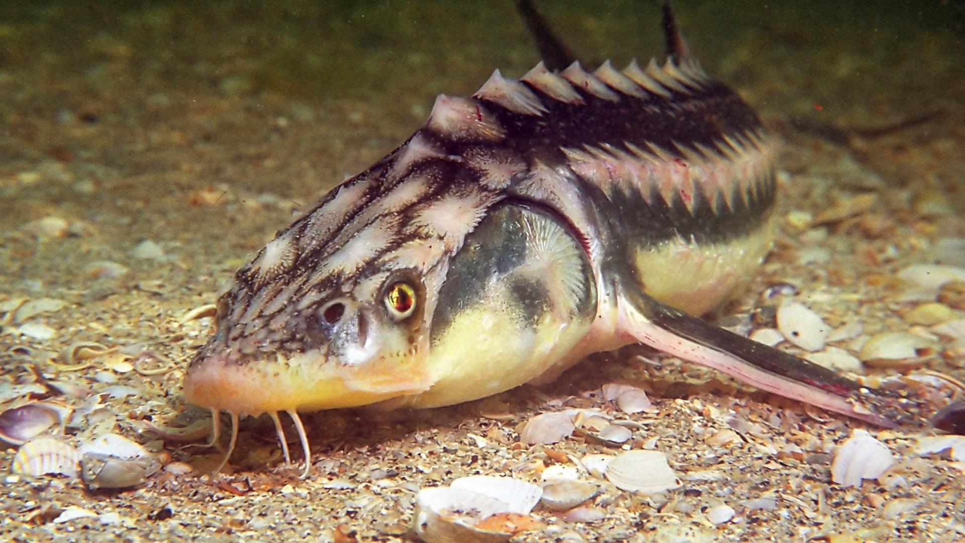 Retour de l’esturgeon dans le Danube | WWF France
