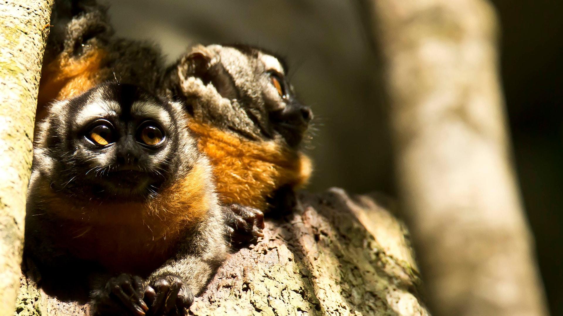 Le Pérou s'engage pour l'Amazonie | WWF France