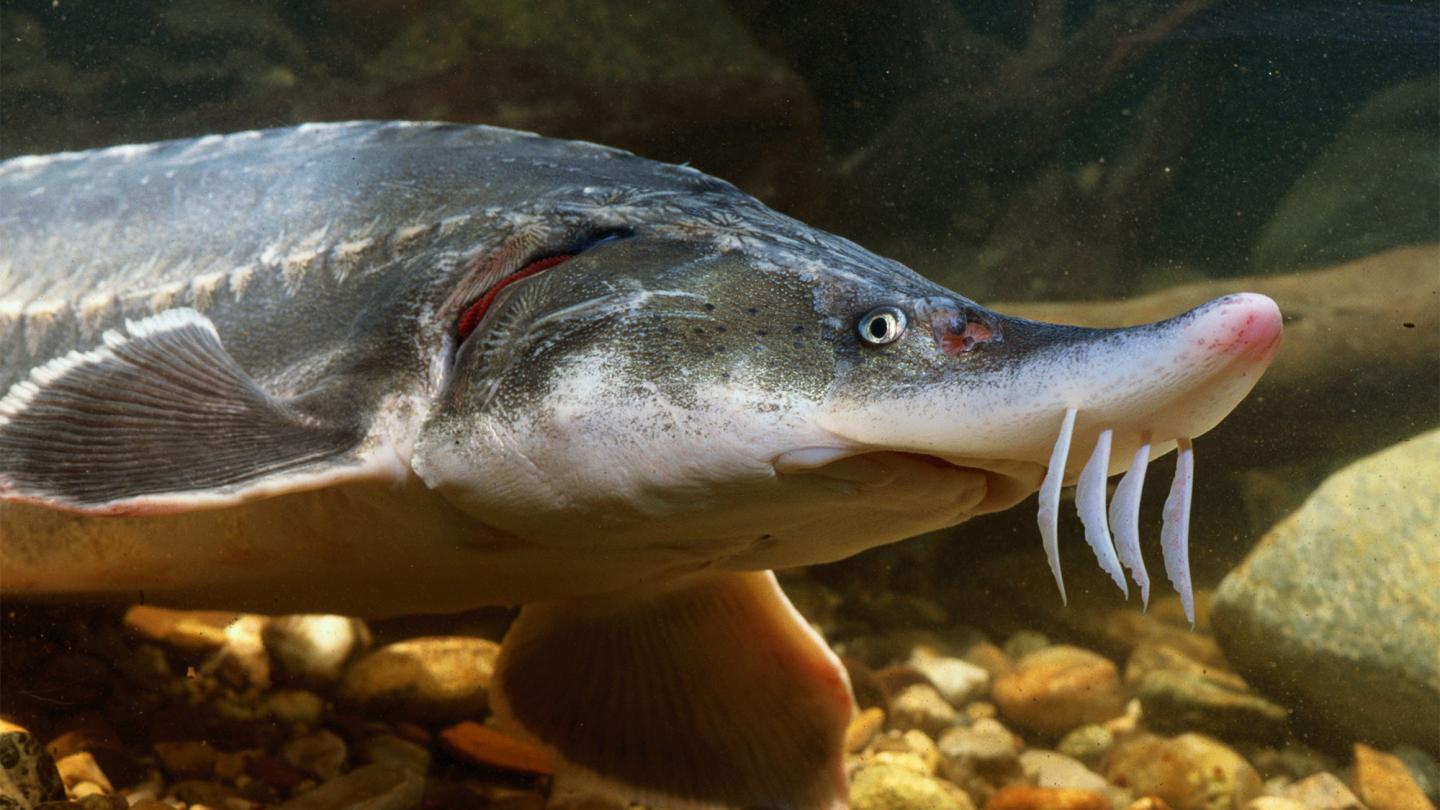 L’esturgeon, un poisson préhistorique plein d’avenir ? | WWF France