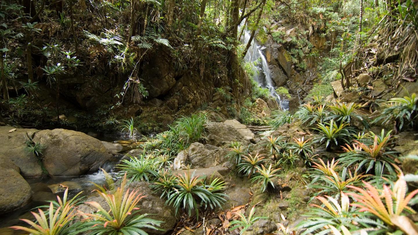 Forêts Protéger Le Poumon Vert De La Planète Wwf France