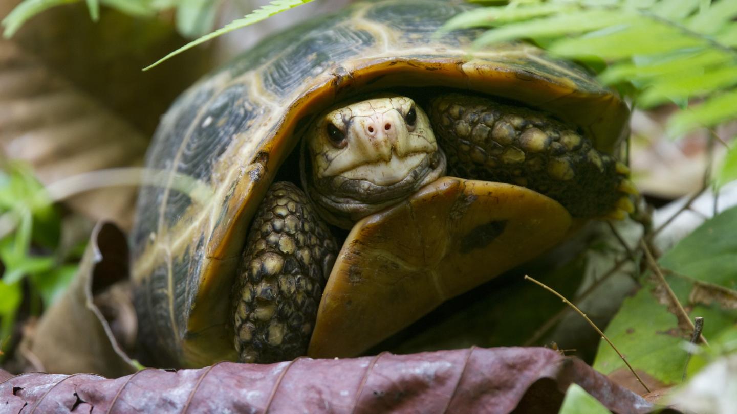 Tortues terrestres et d'eau douce | WWF France