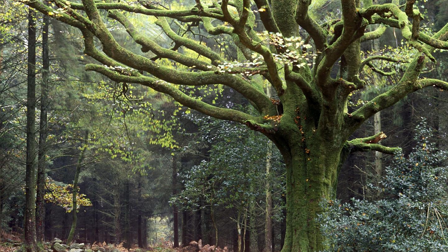 Forêts Protéger Le Poumon Vert De La Planète Wwf France