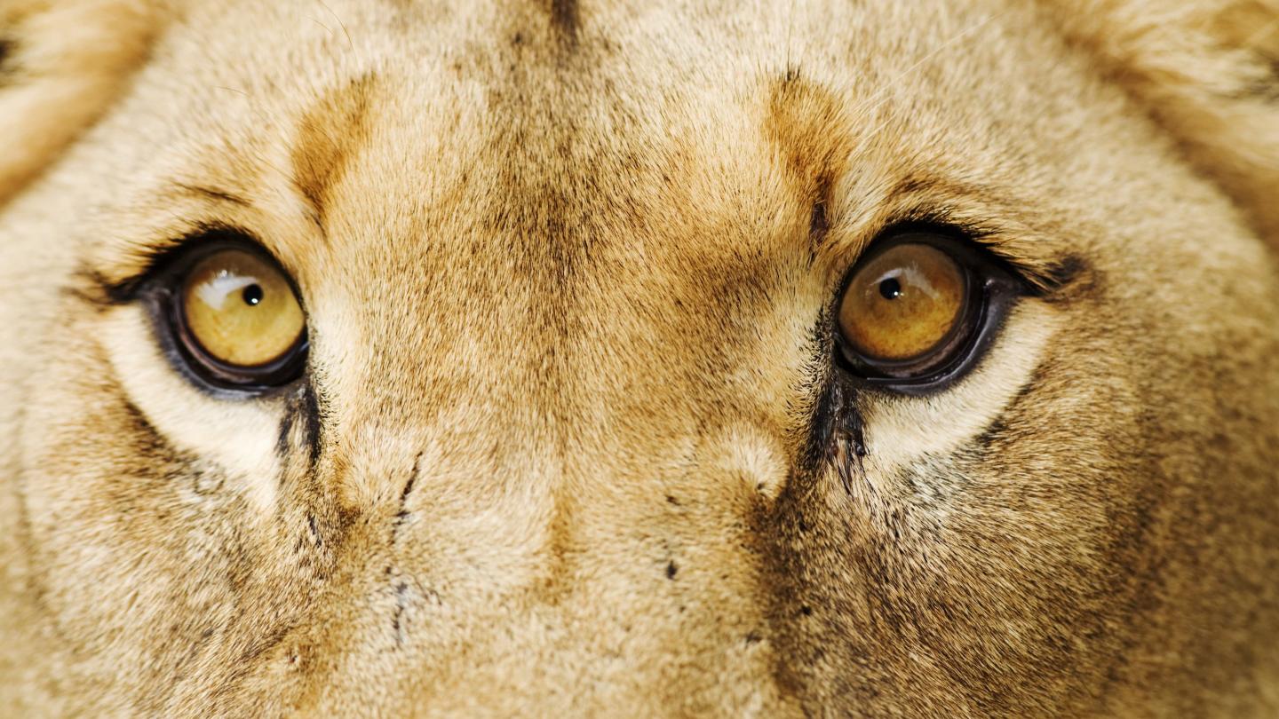 Faire la paix avec les lions | WWF France